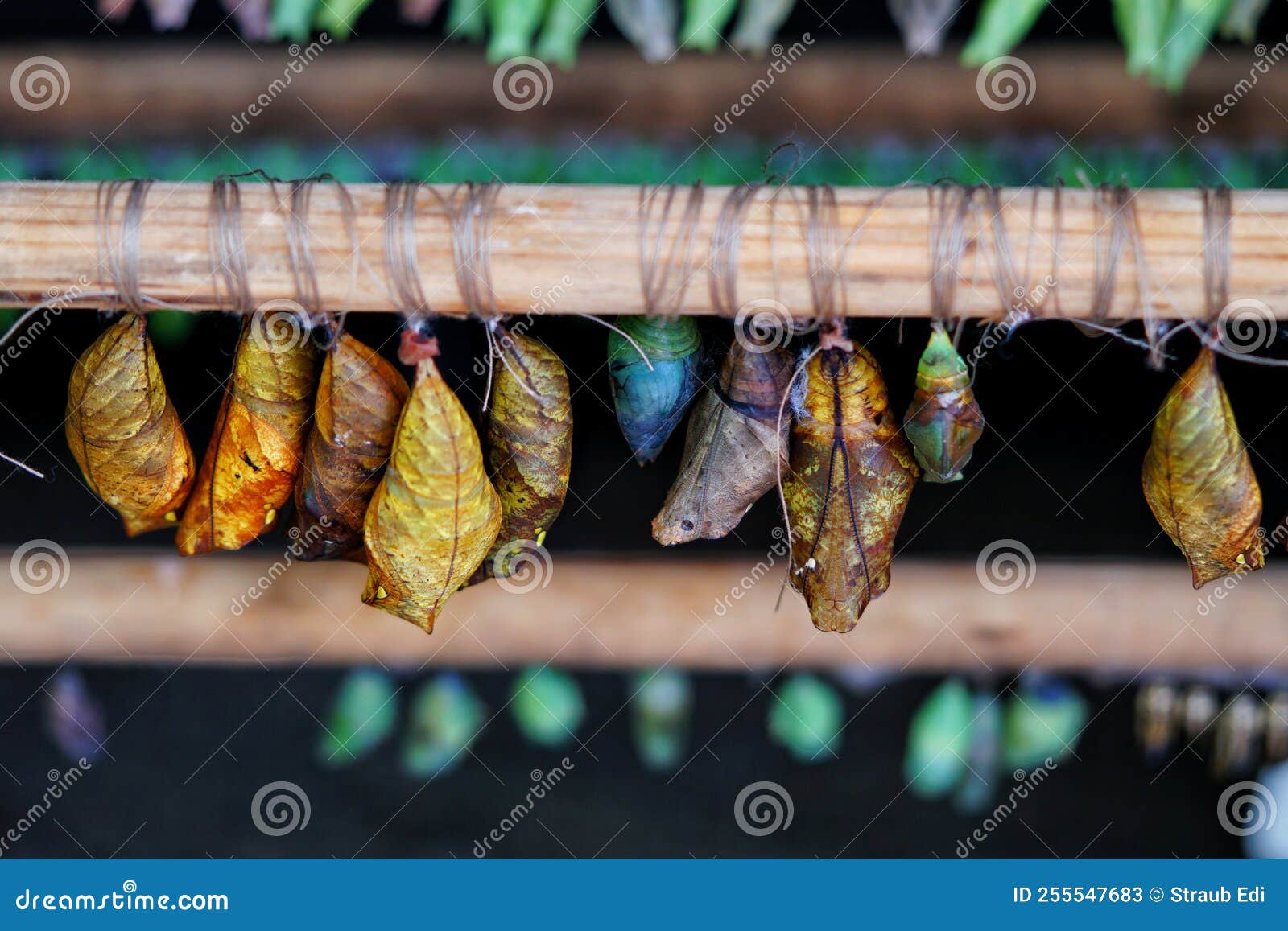 Different butterfly pupa stock image. Image of outdoor - 255547683