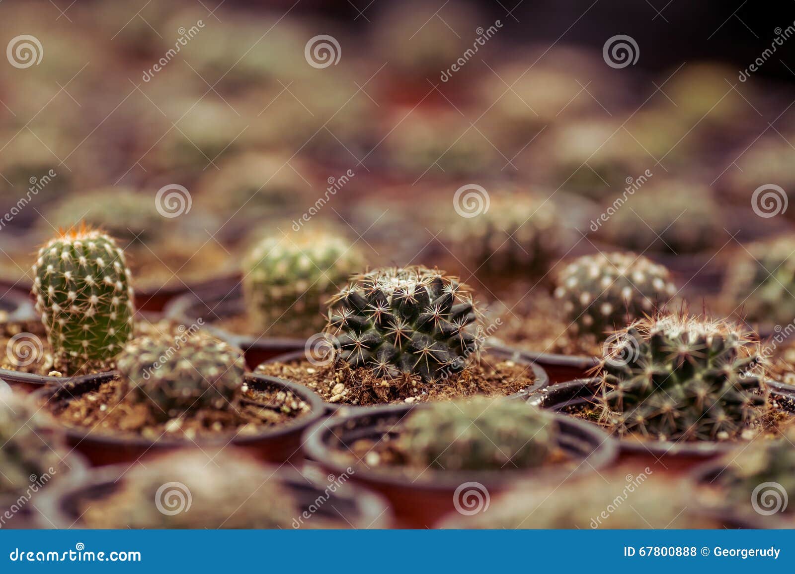 Different Cacti in Orangery Stock Photo - Image of macro, herb: 67800888