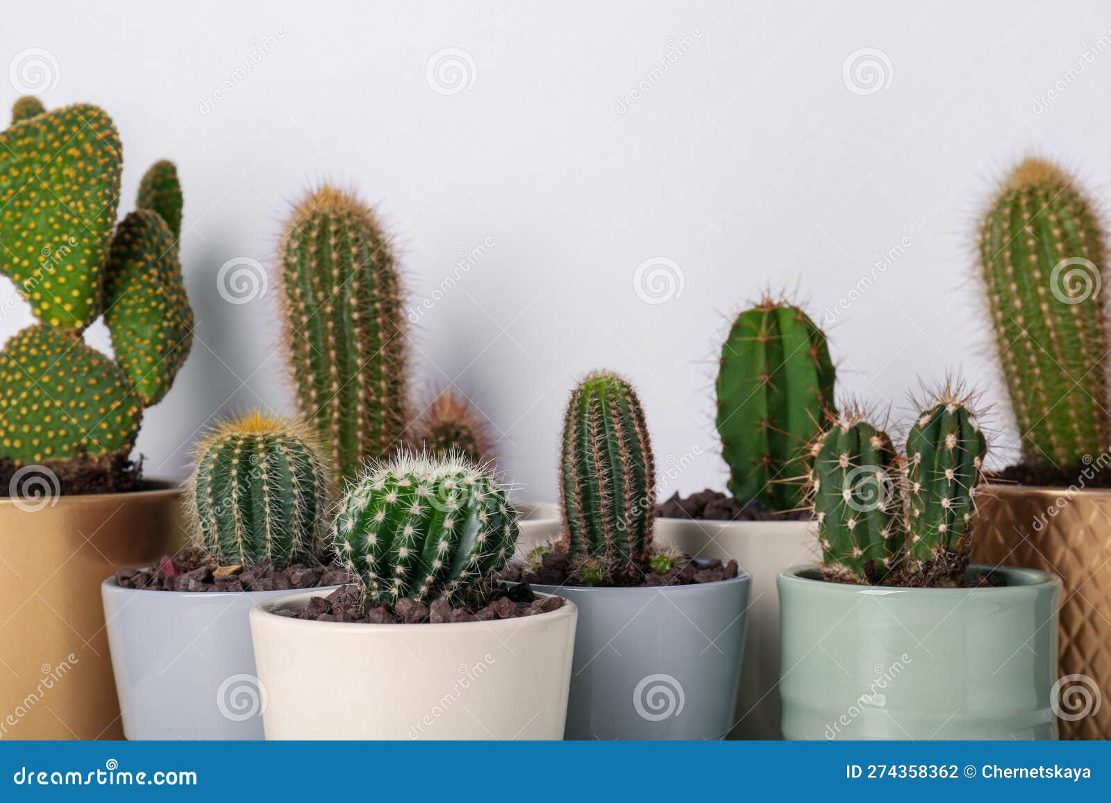 Different Cacti in Pots on White Background Stock Photo - Image of ...