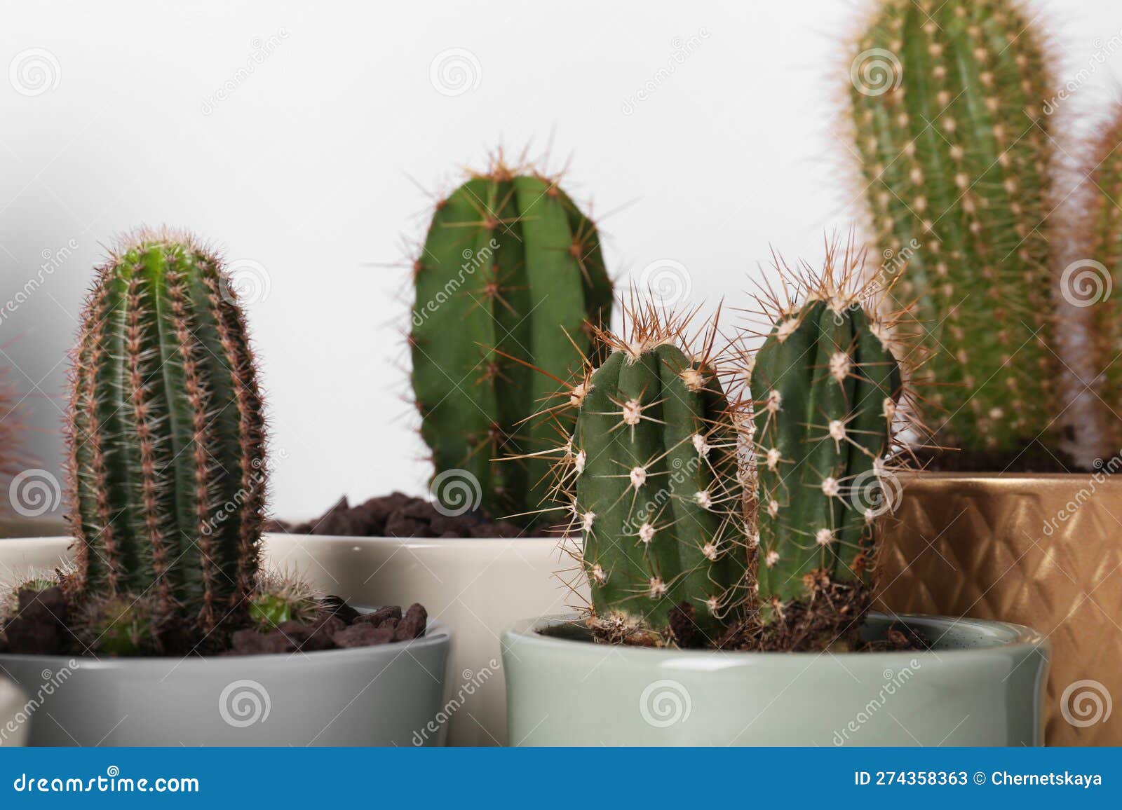 Different Cacti in Pots on White Background Stock Image - Image of ...