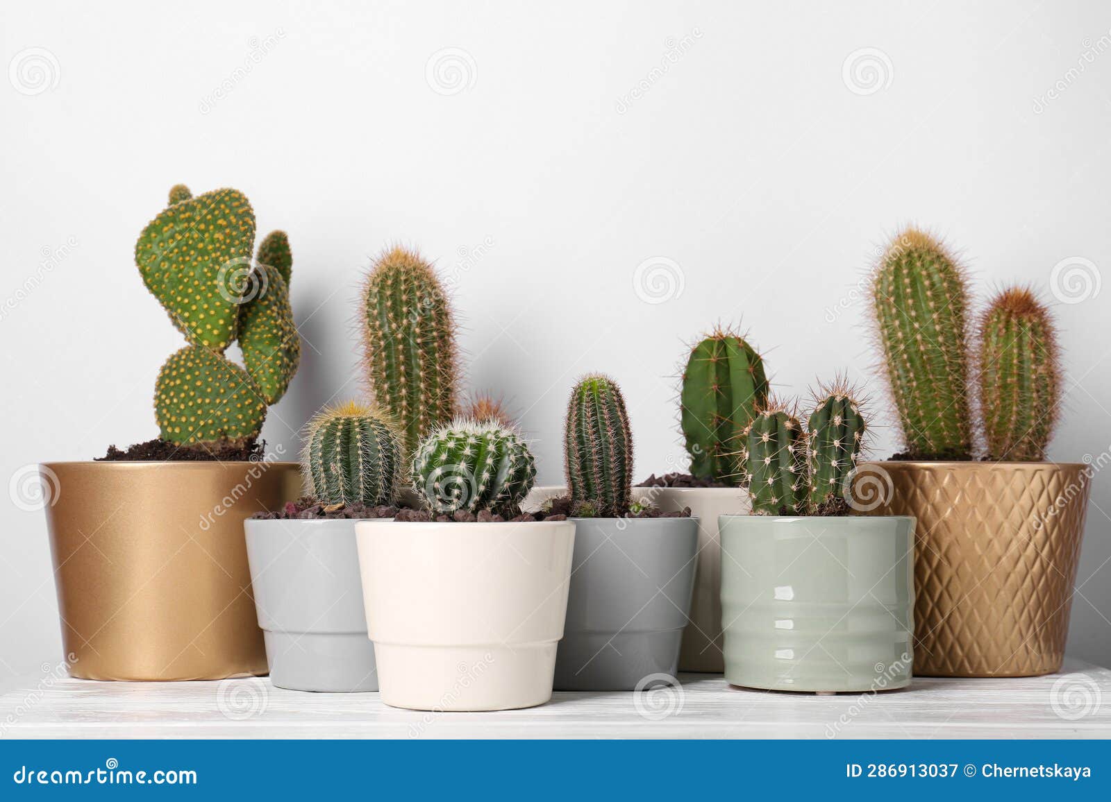 Different Cacti in Pots on White Wooden Table Stock Image - Image of ...