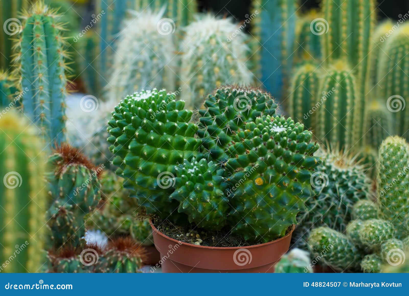 Different cacti stock image. Image of botanic, cactus - 48824507
