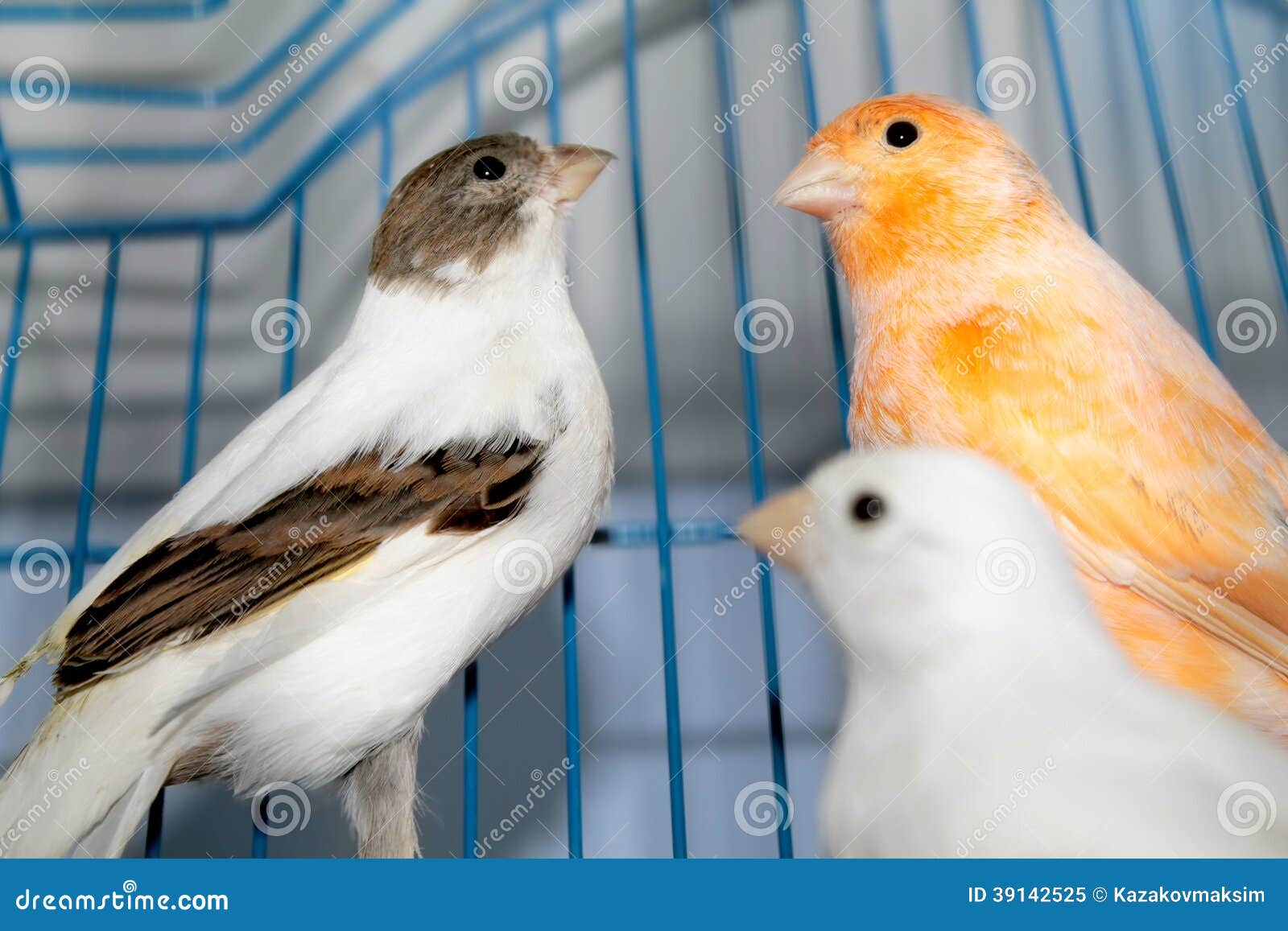 Different canaries stock image. Image of canaria, island - 39142525