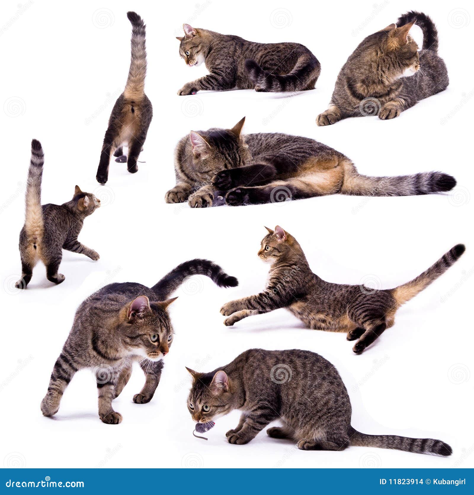 Dynamic Poses Cats