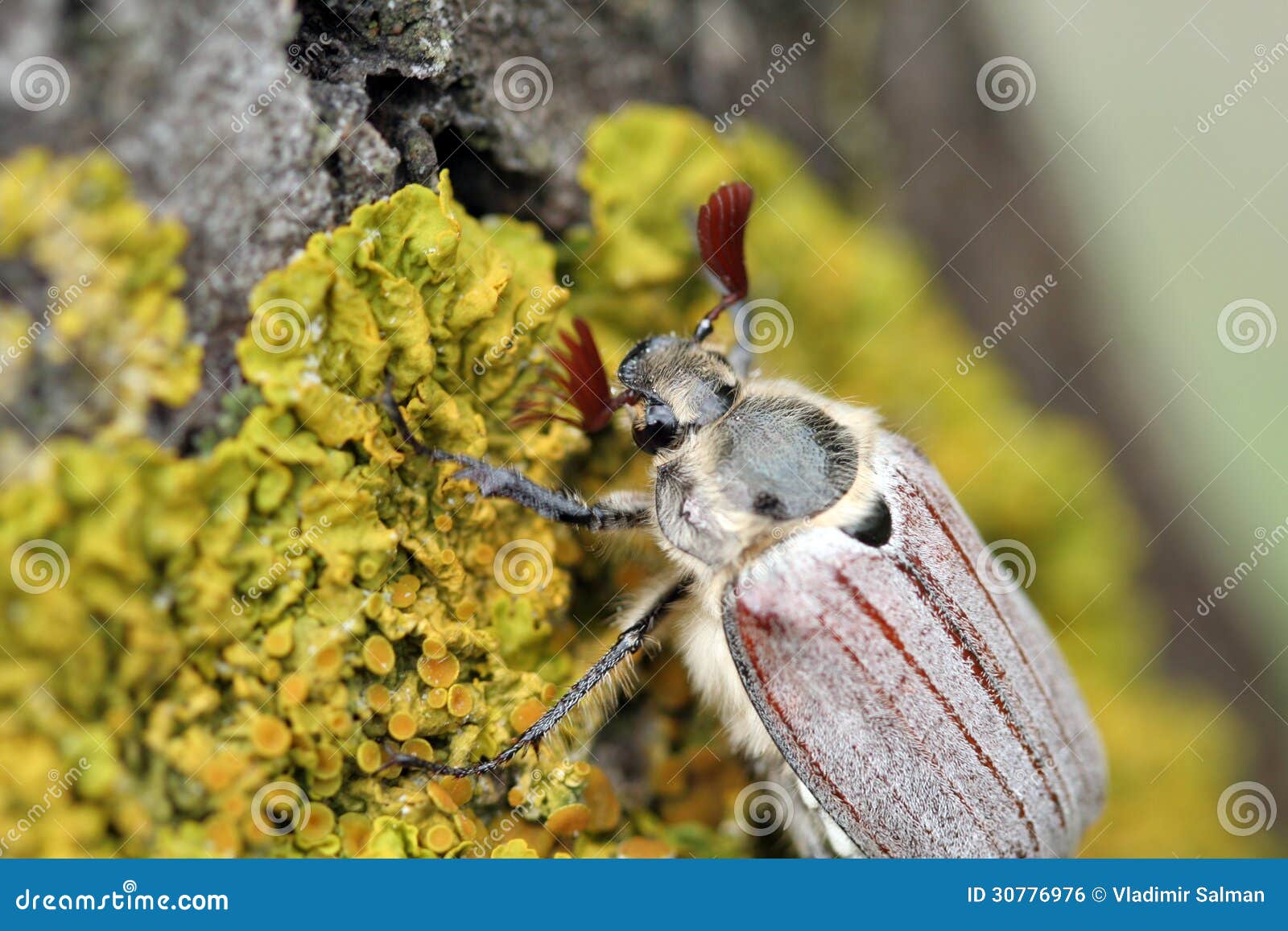 Different chafers stock photo. Image of closeup, insect - 30776976