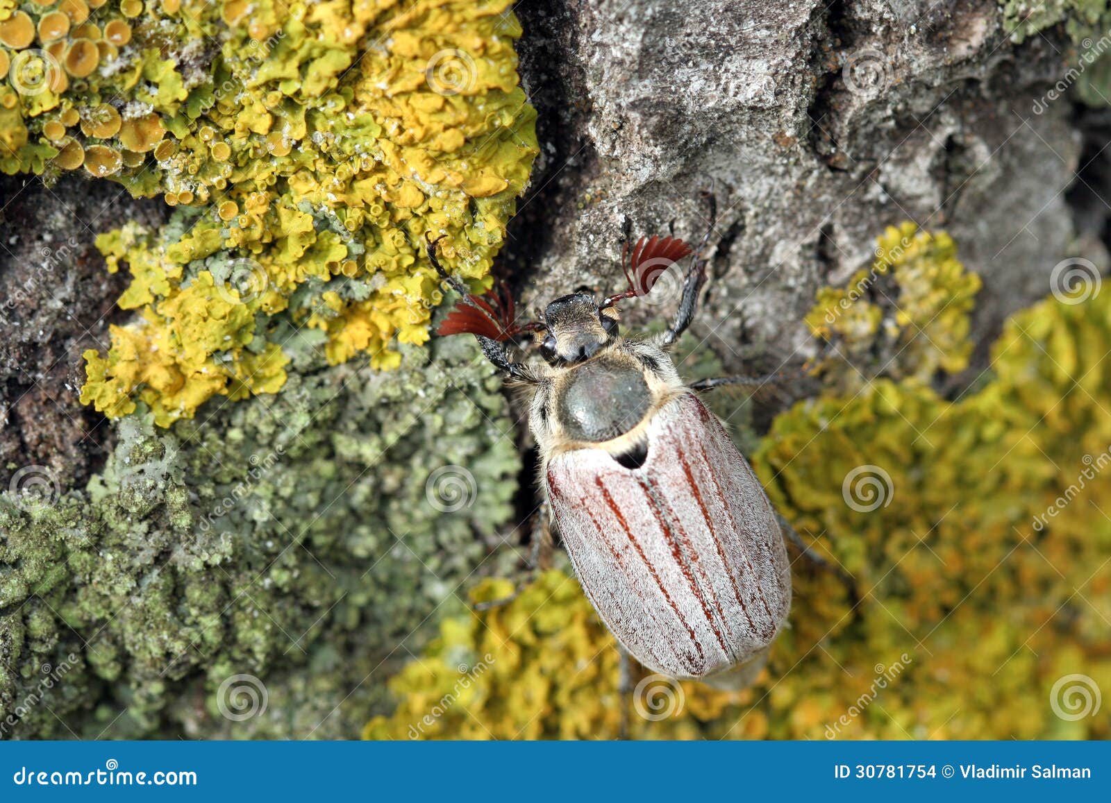 Different chafers stock photo. Image of insect, brown - 30781754