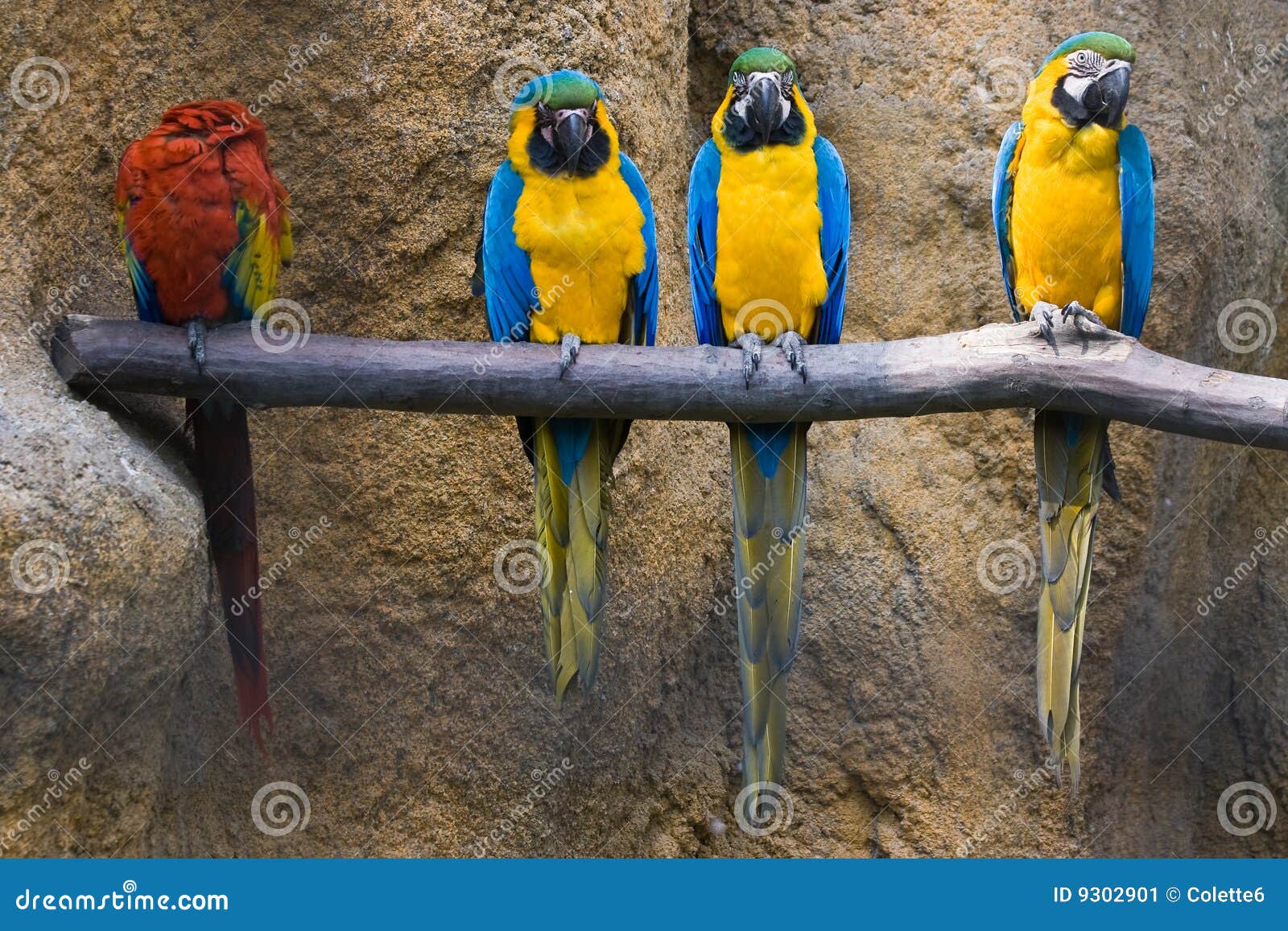 226 Different Splendid Color Stock Photos - Free & Royalty-Free Stock ...