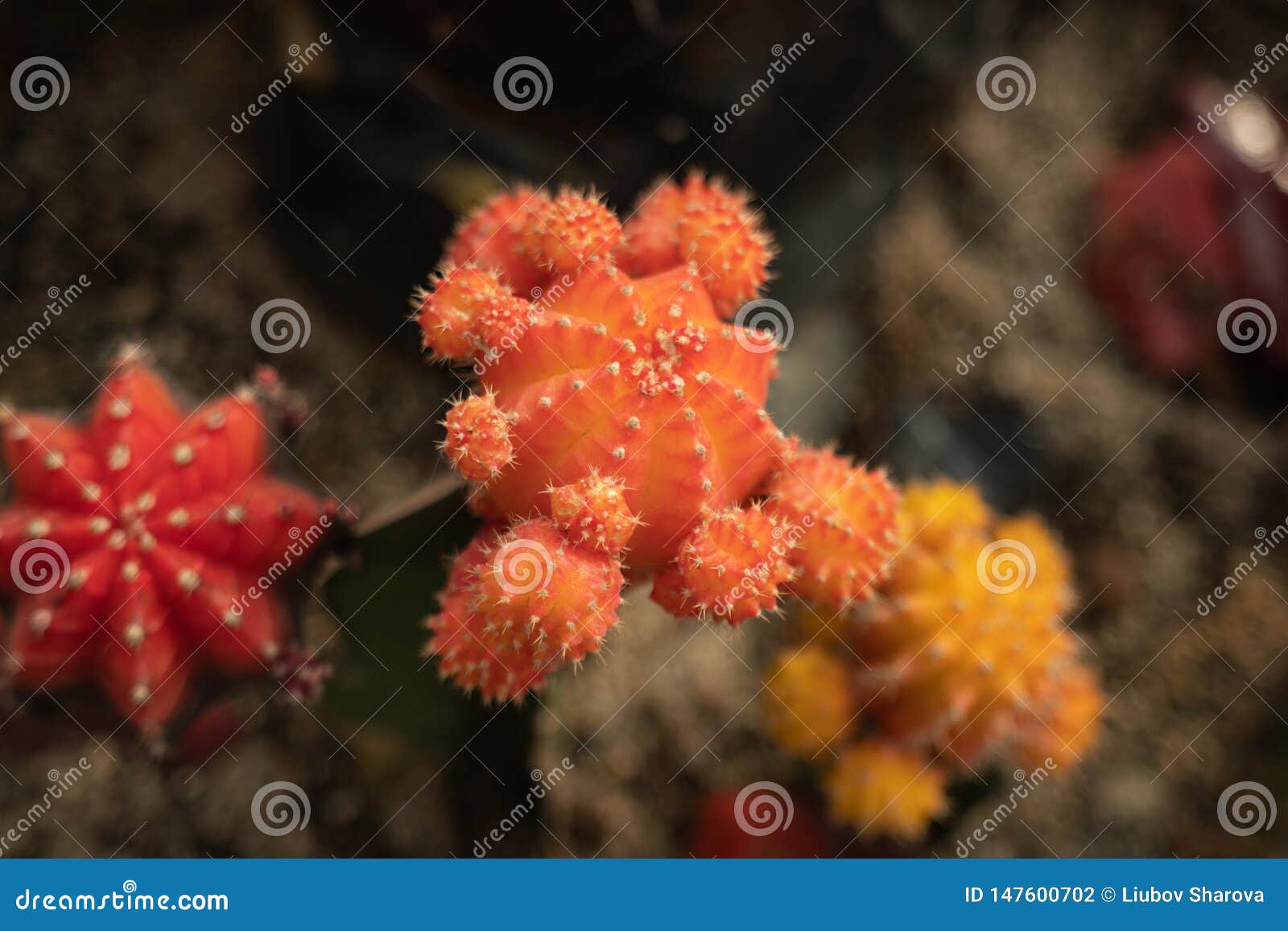 Different color cactuses stock photo. Image of background - 147600702