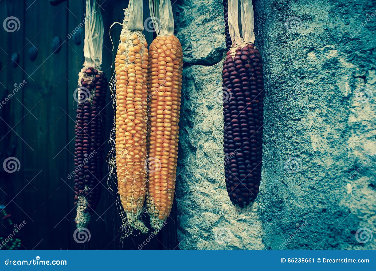 Different Color Corn stock image. Image of door, colorful - 86238661