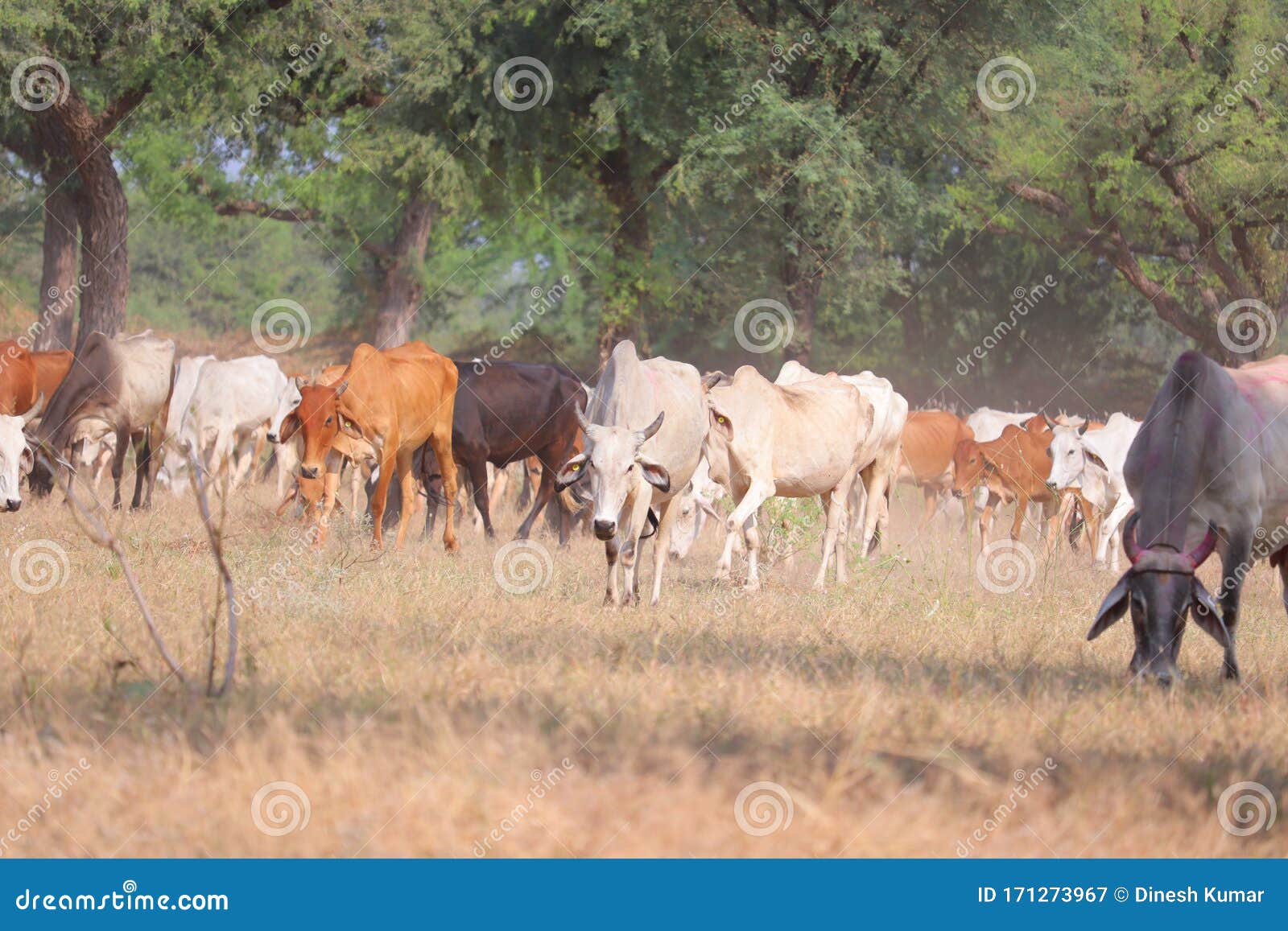 Different Color Cows in Group Stock Image - Image of countryside ...