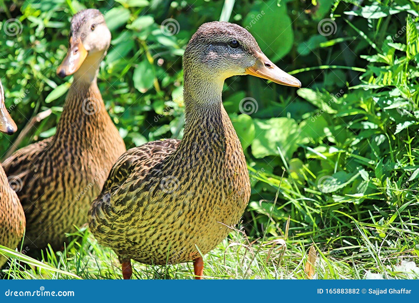 Different Color Ducks Look Amazing and Beautiful Stock Photo - Image of ...