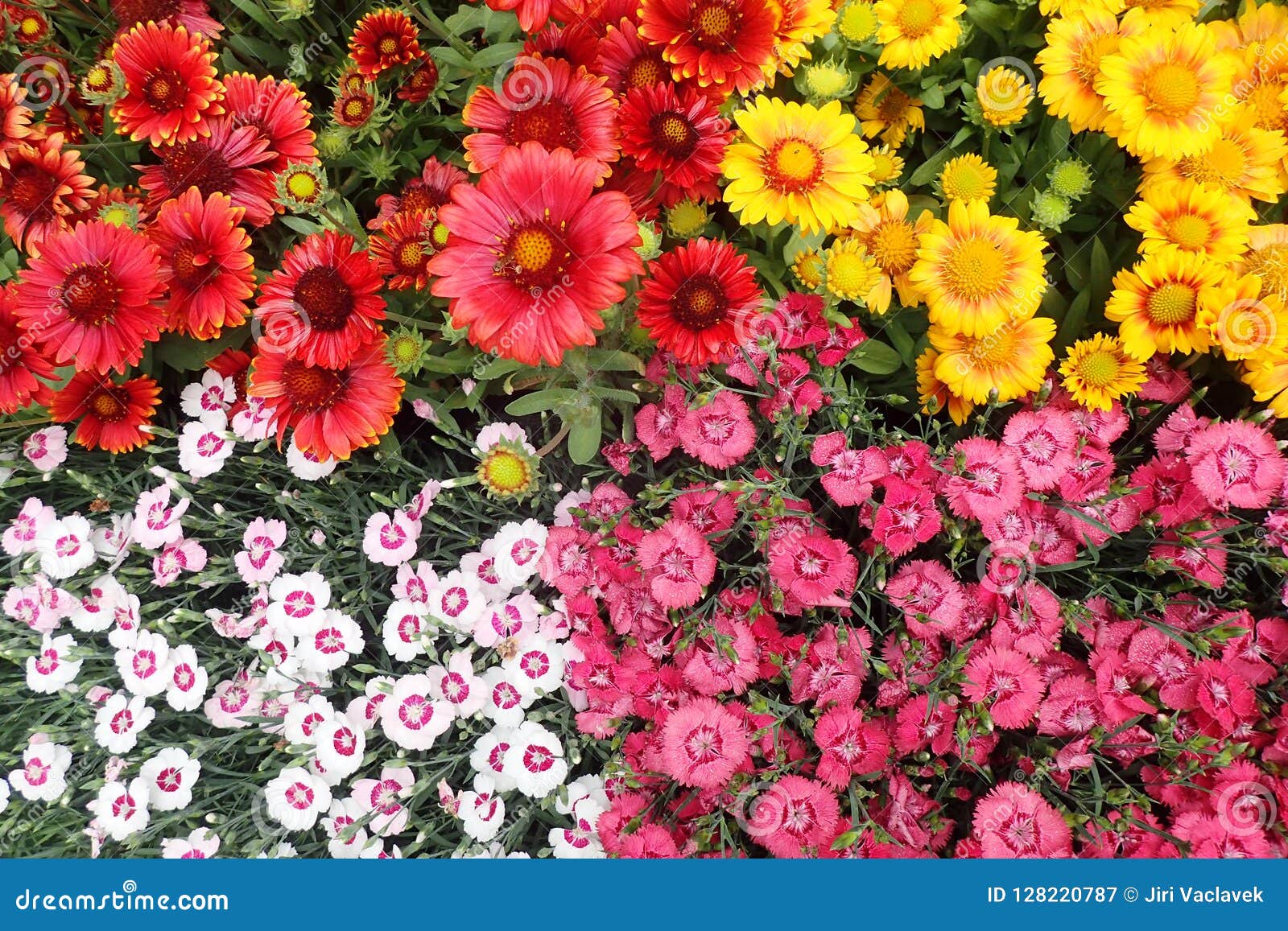 Different color flowers stock image. Image of natural - 128220787