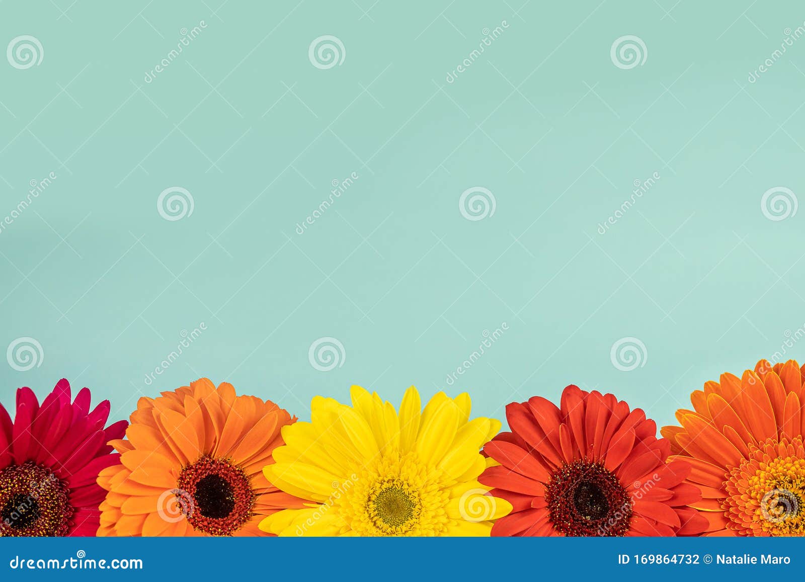 Different Color Flowers Gerberas on a Light Blue Background Stock Photo ...