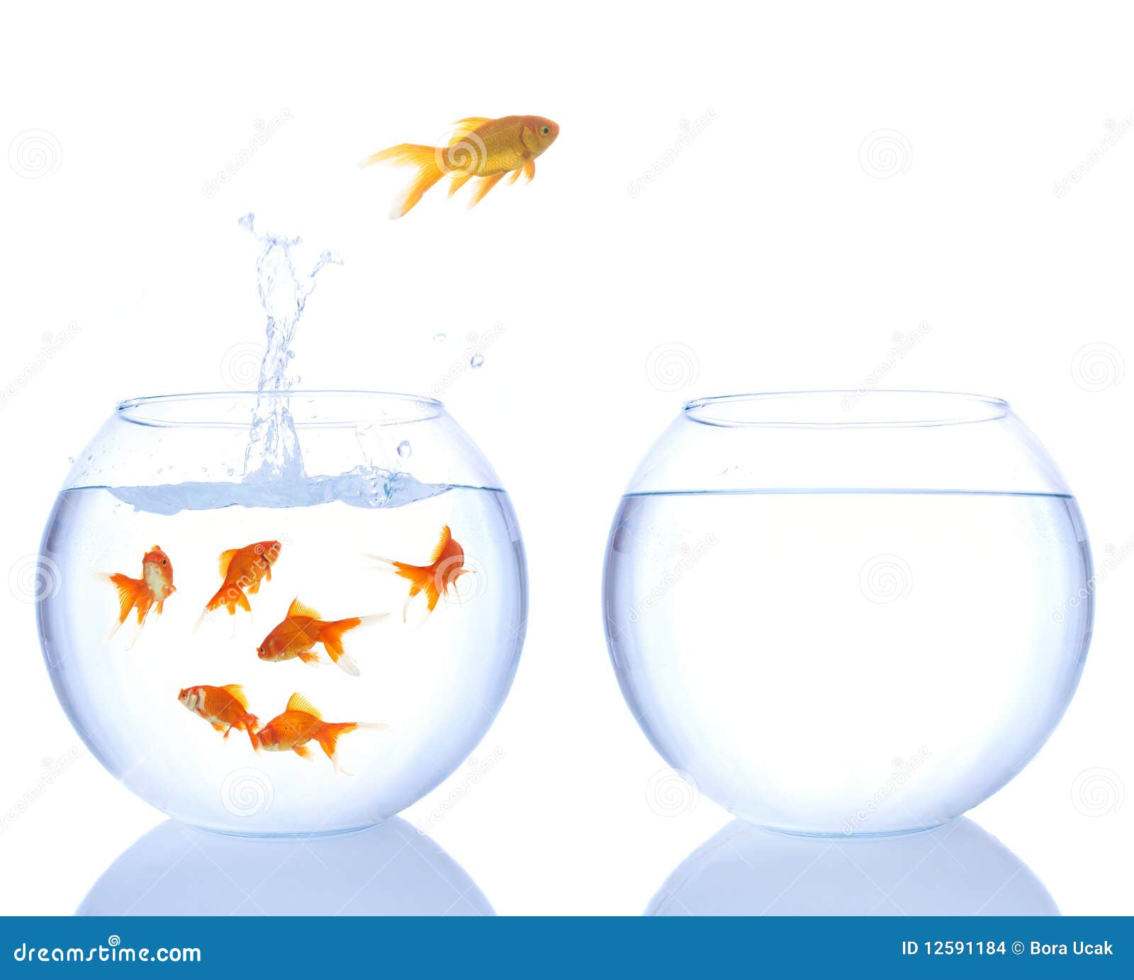 Different Color Goldfish Jumping Stock Photo - Image of escape ...