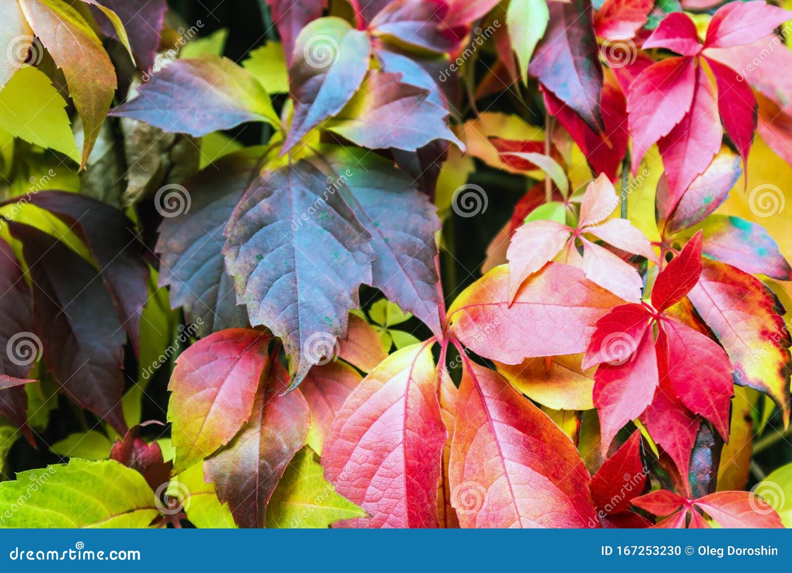 Different Color Leaves on a Tree in the Autumn Forest Stock Photo ...