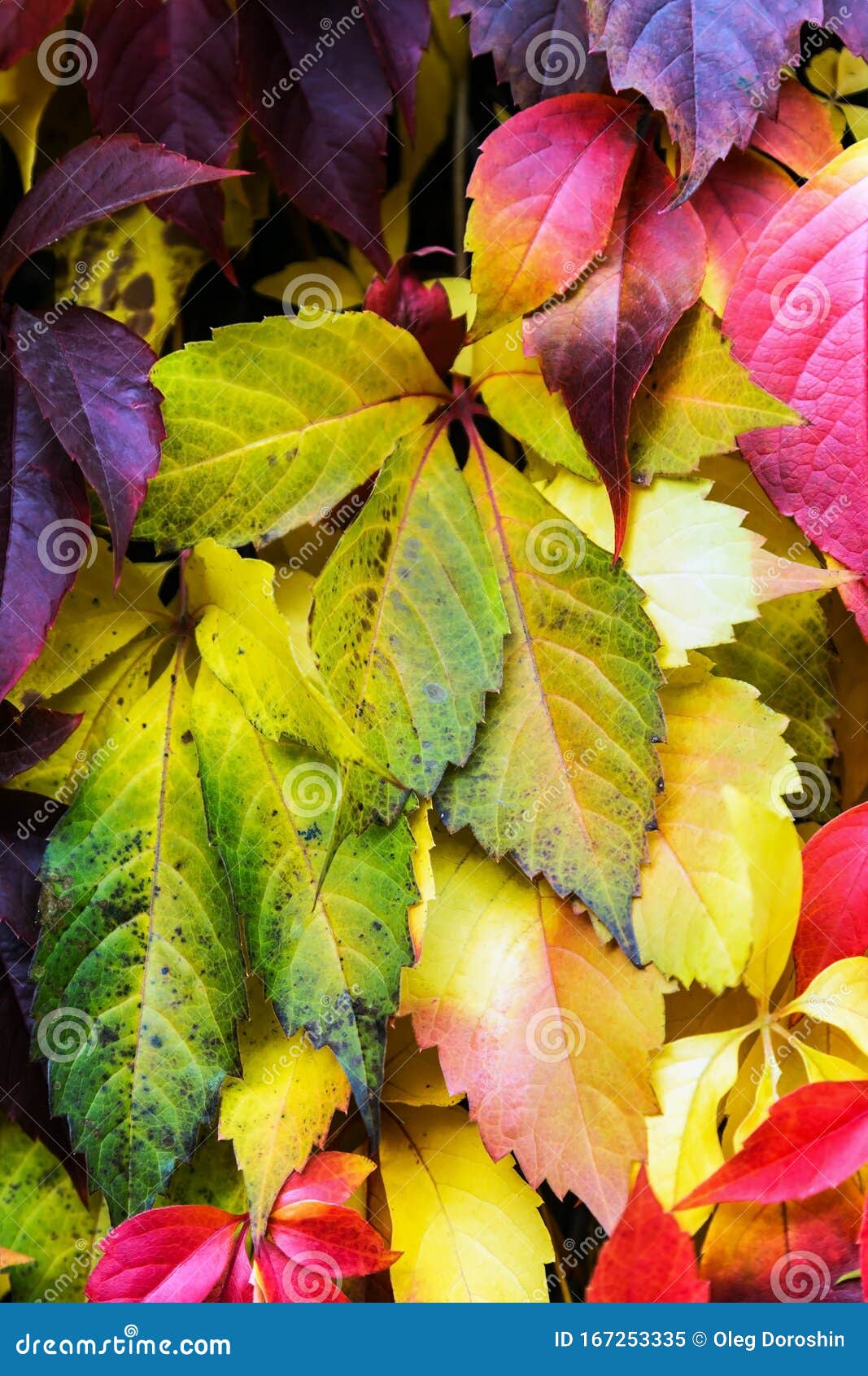 Different Color Leaves on a Tree in the Autumn Forest Stock Image ...