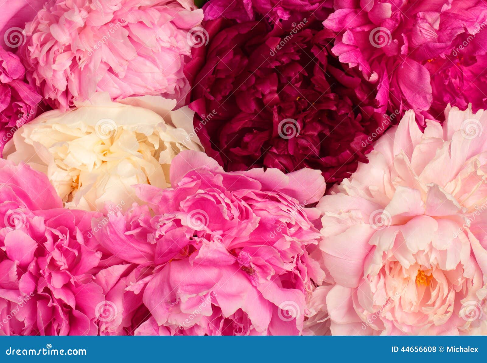 Different color peonies stock photo. Image of color, flower - 44656608