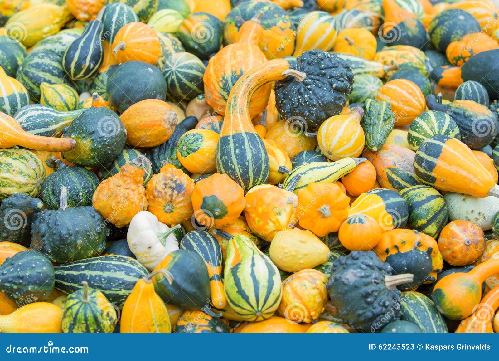 Different color pumpkins stock image. Image of farm, pumpkin - 62243523