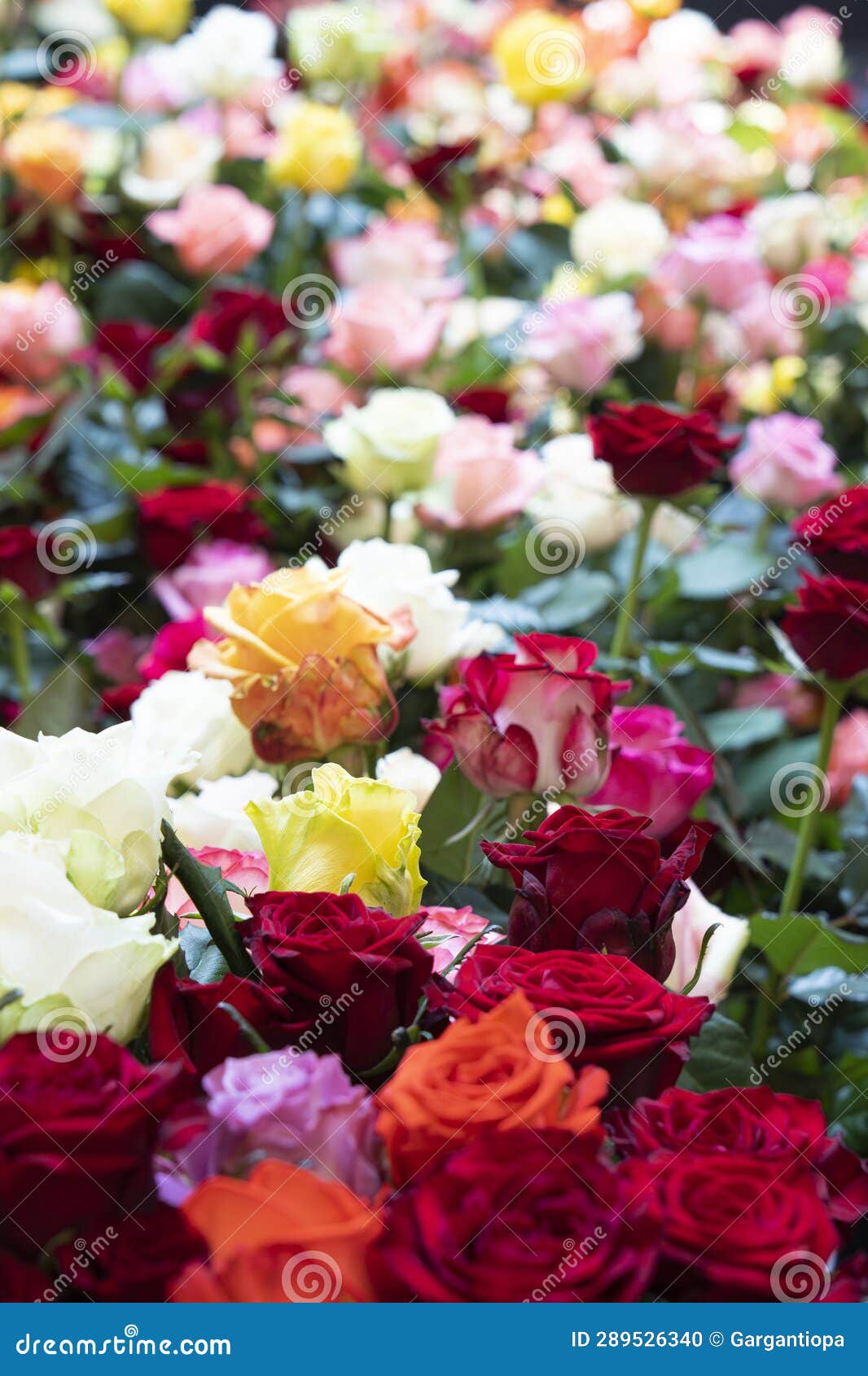 Different Color Roses Background, Shallow Depth of Field Stock Photo ...