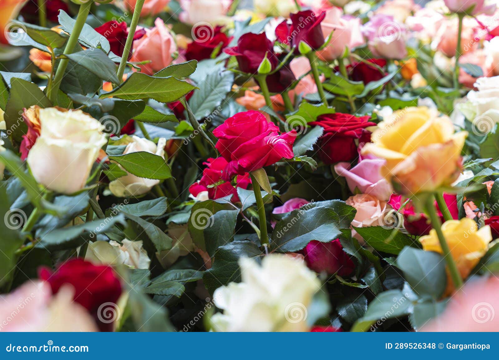Different Color Roses Background, Shallow Depth of Field Stock Photo ...