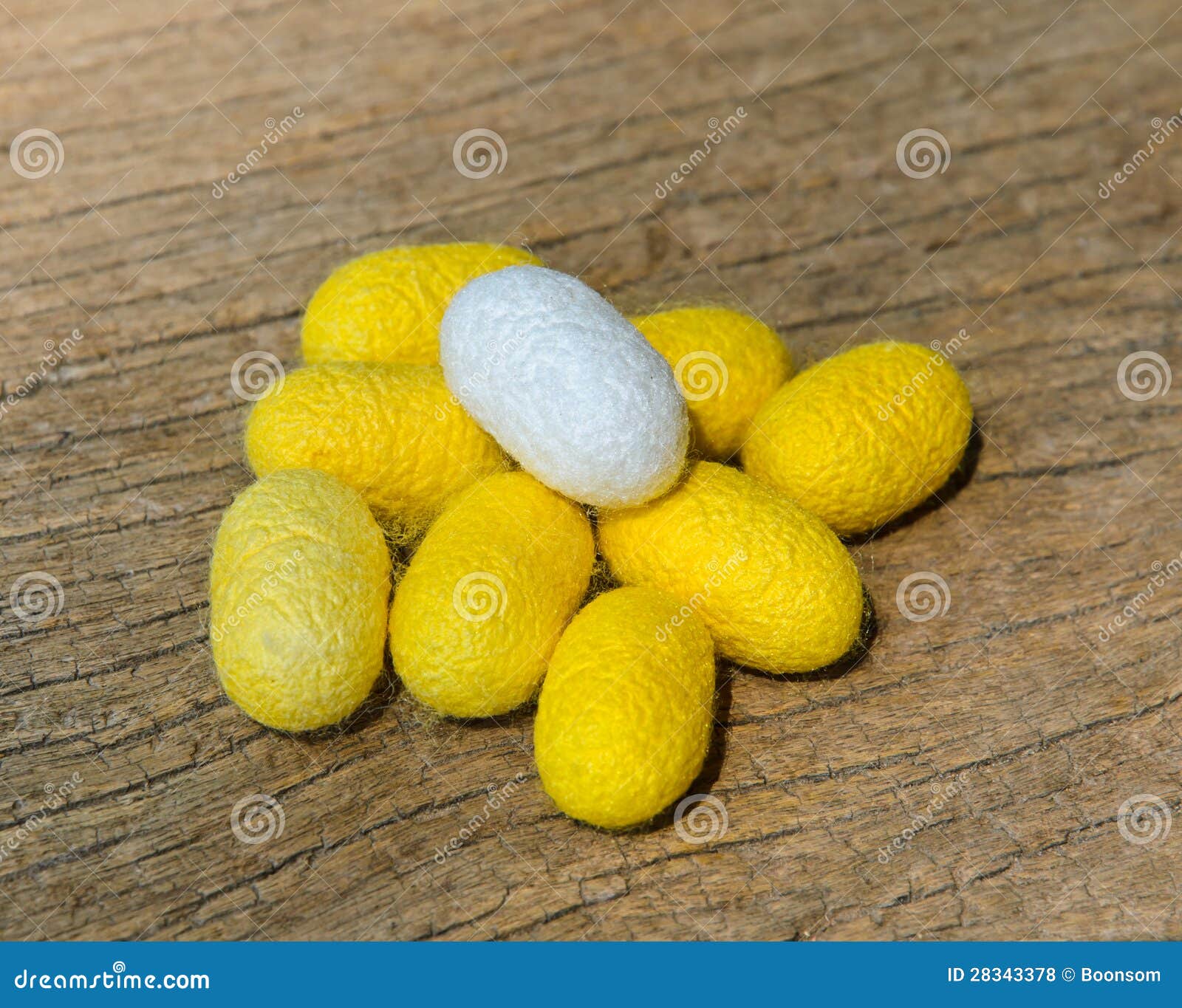 Different Color of Silkworm Cocoons Stock Photo - Image of fiber ...