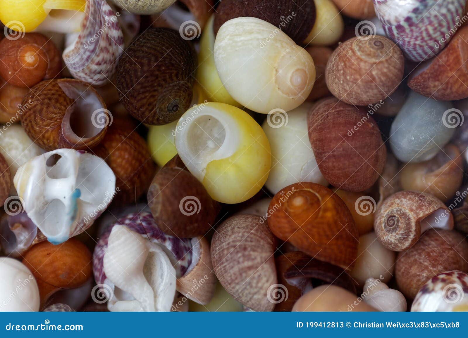 Different Colored Beach Snails from Brittany Stock Image - Image of ...