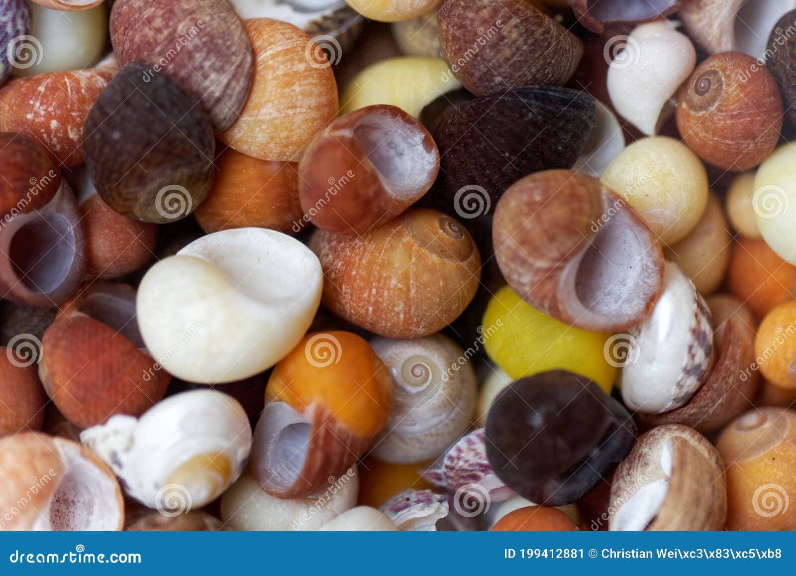 Different Colored Beach Snails from Brittany Stock Image - Image of ...