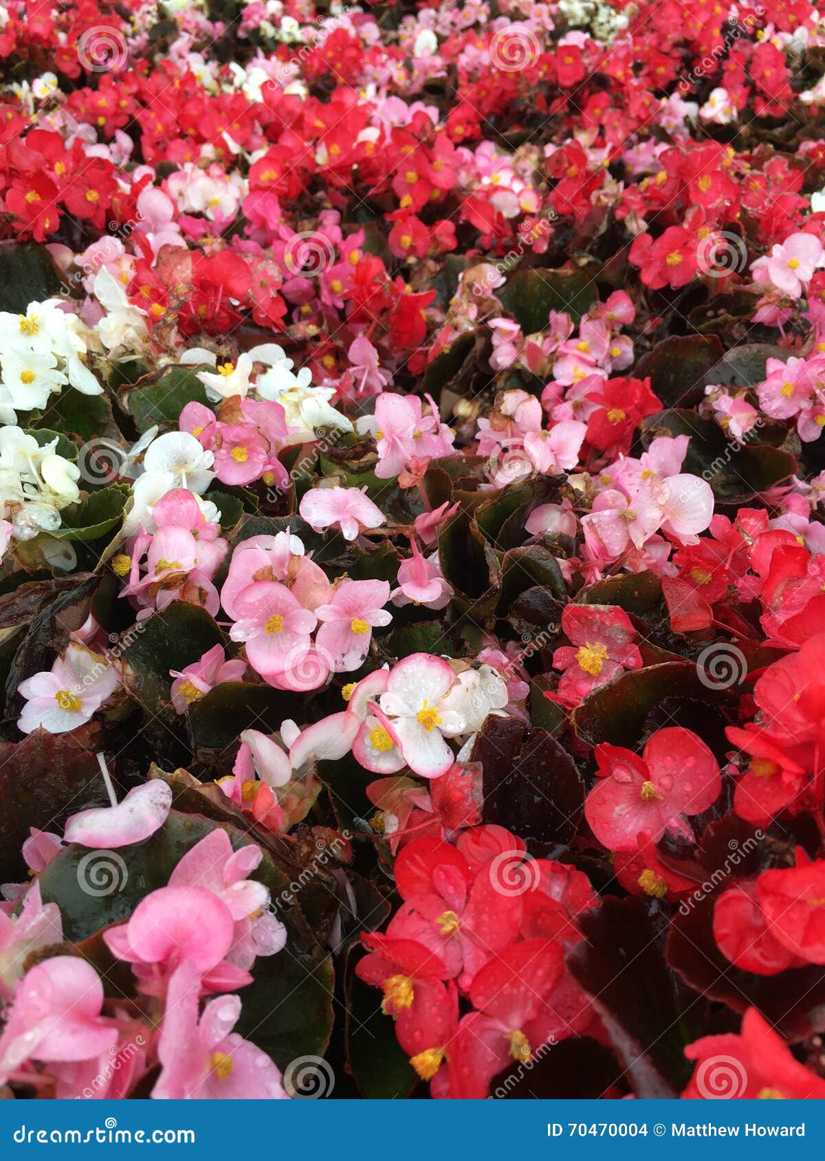 Different colored begonias stock photo. Image of growing - 70470004