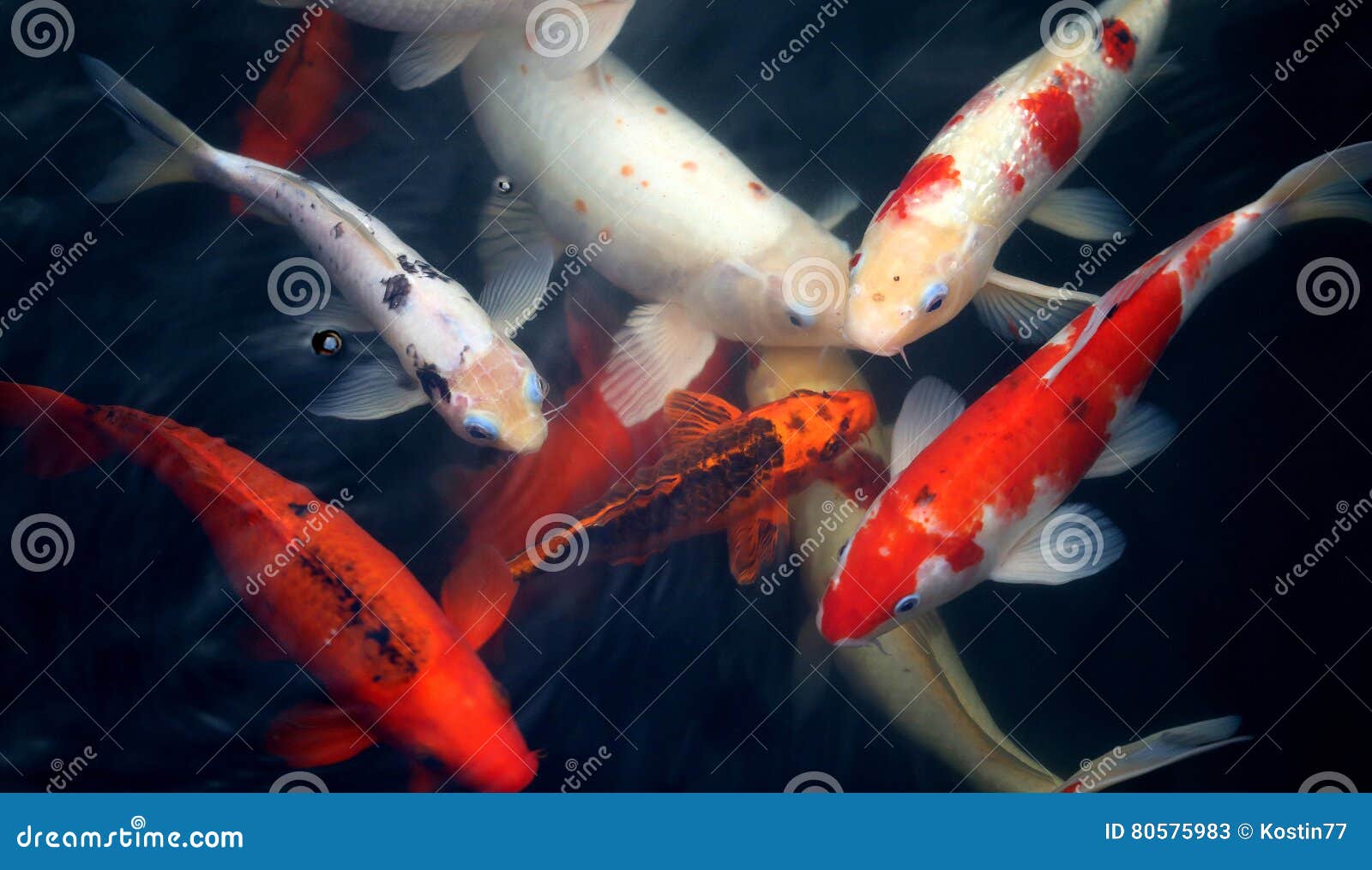 Different Colored Fish Carp Stock Image - Image of goldfish, gardening ...