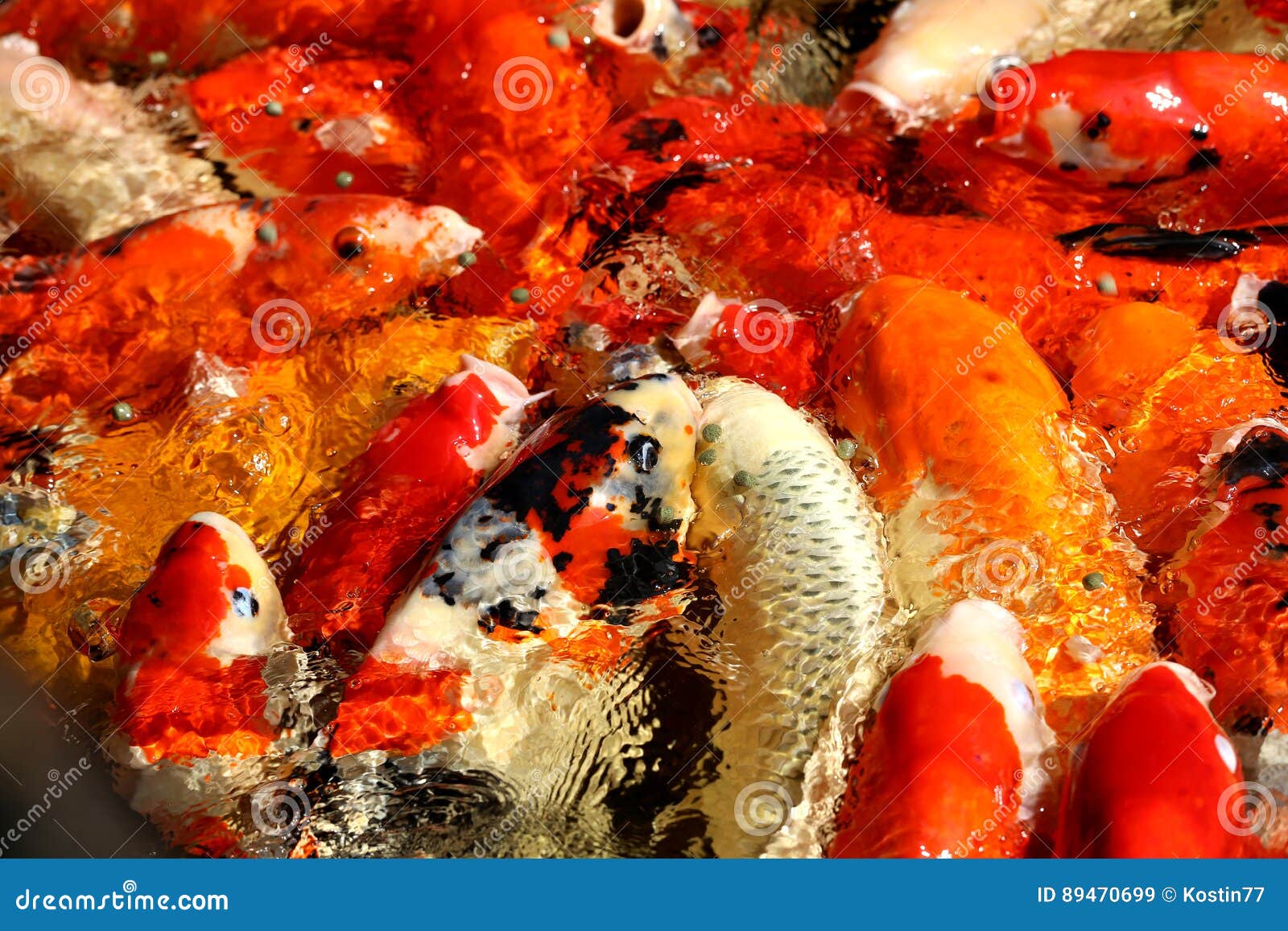 Different Colored Fish Carp Stock Image - Image of fish, carp: 89470699