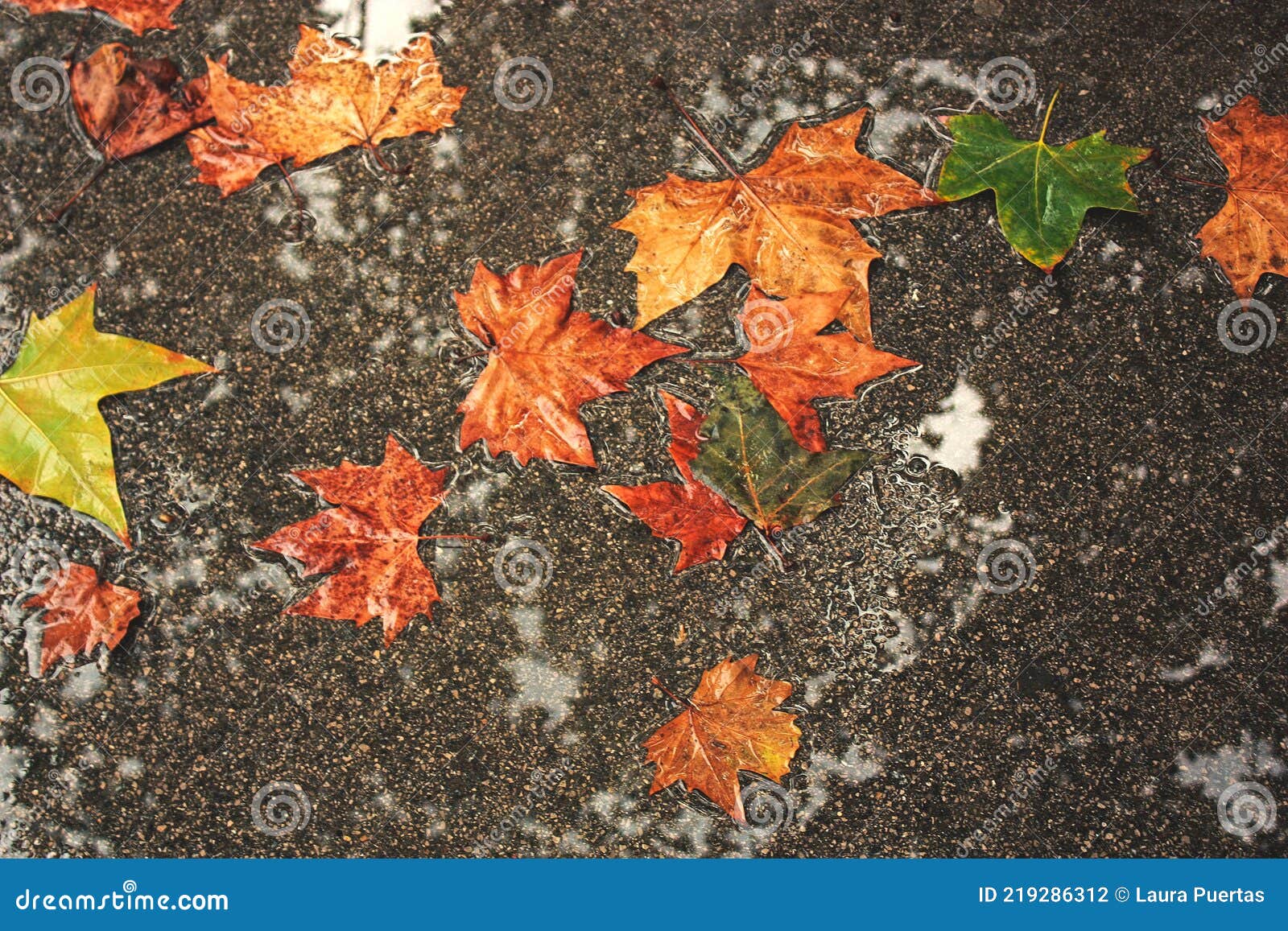 Different Colored Leaves on a Puddle Stock Photo - Image of outdoor ...