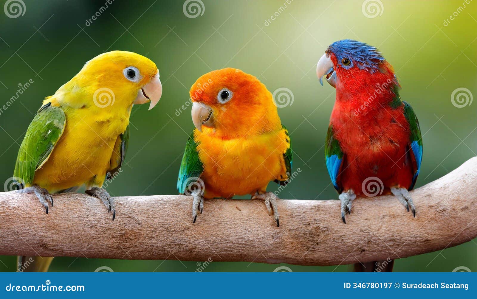 Different Colored Parrots on a Branch Stock Illustration - Illustration ...