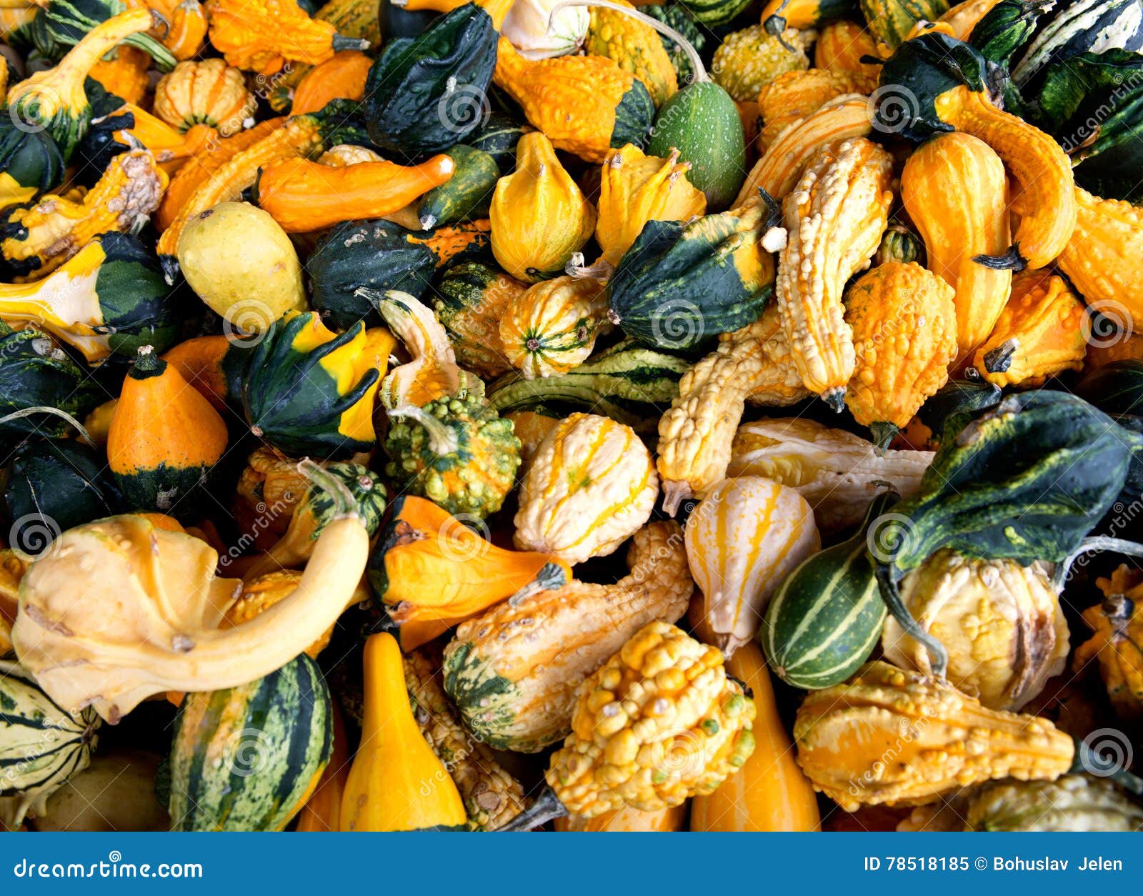 Different colored pumpkins stock image. Image of ripe - 78518185