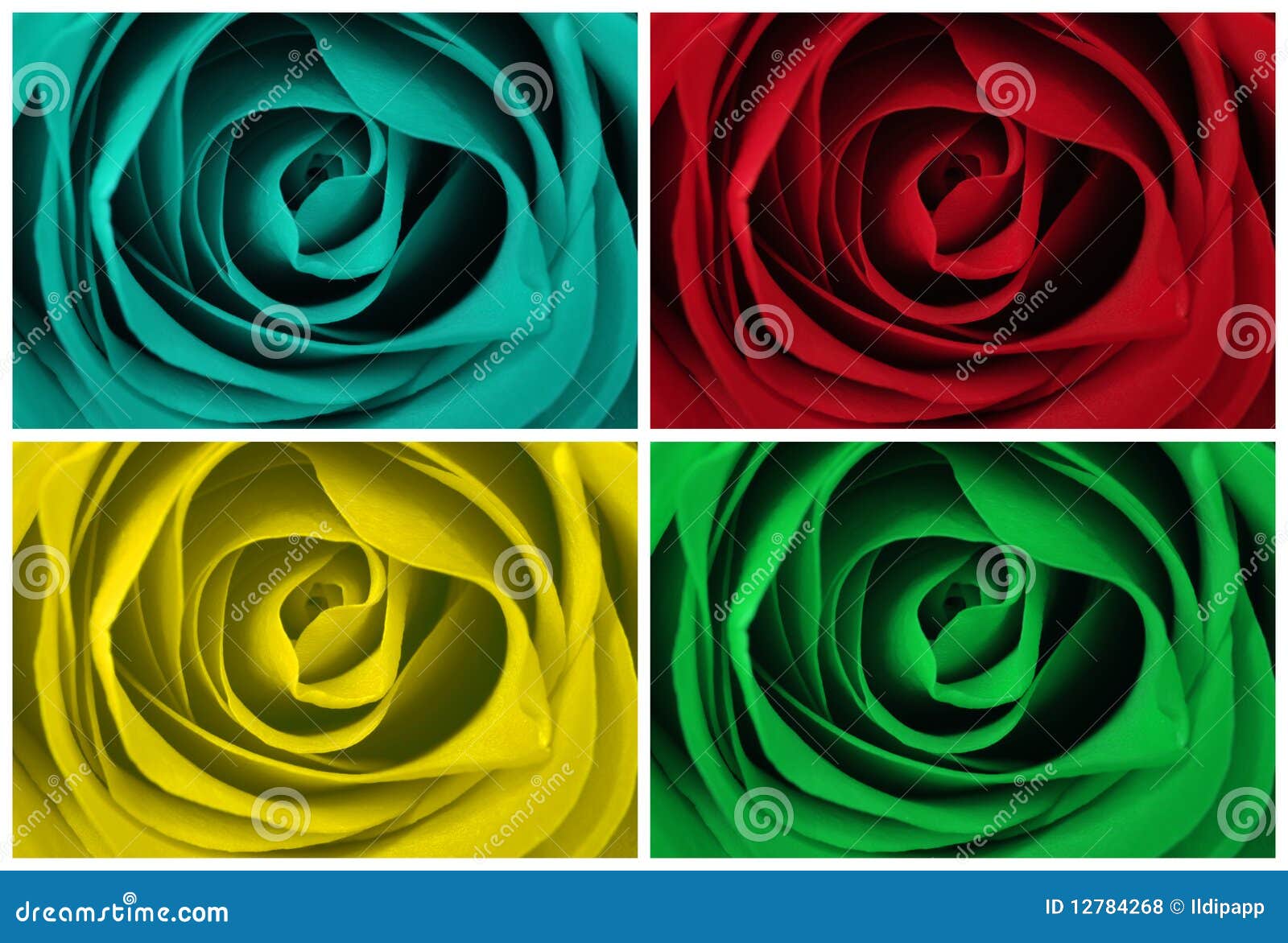 Different Colored Roses stock photo. Image of leaf, abloom - 12784268