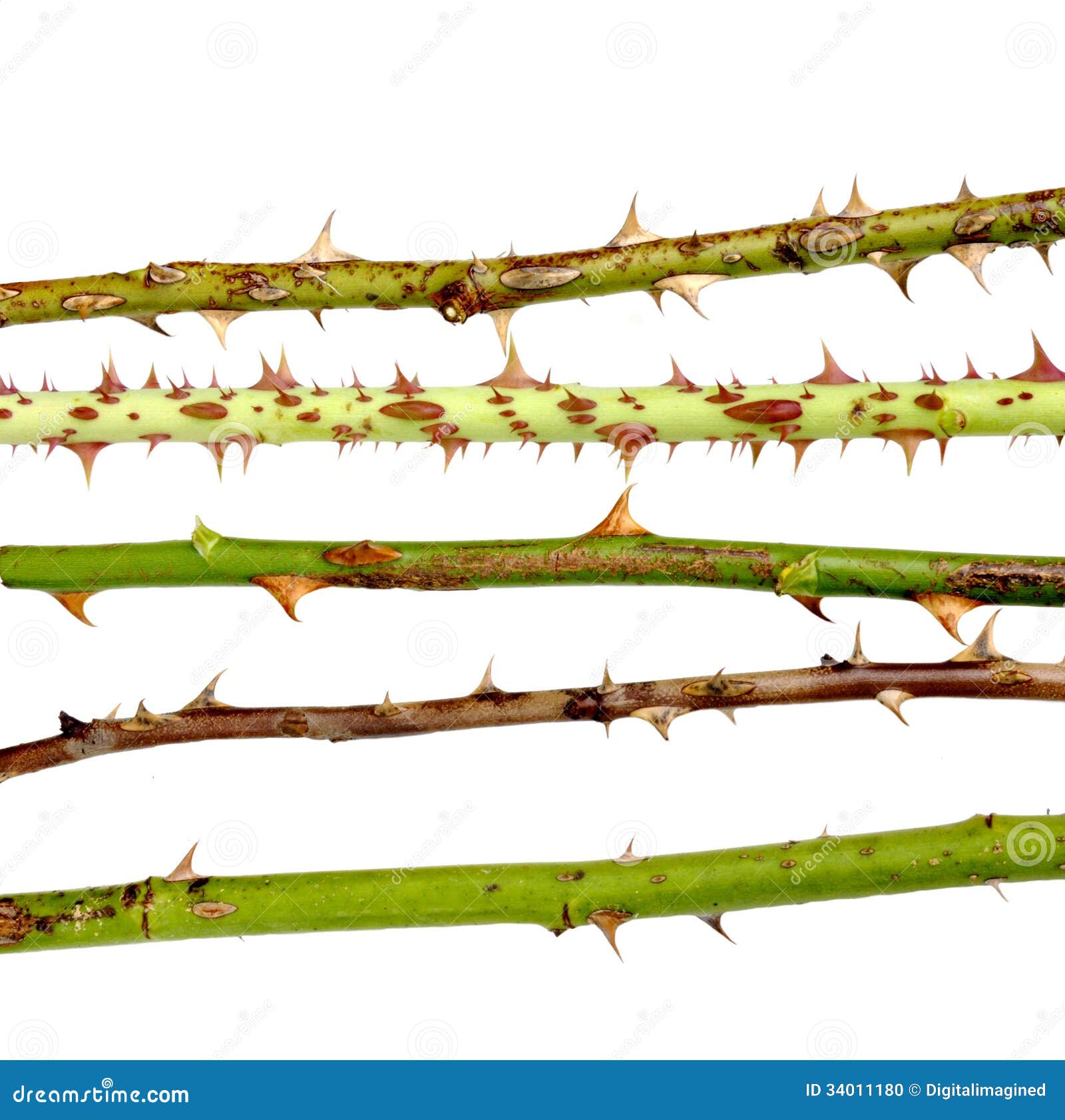 Green Thorn Bush With Long White Thorns Royalty-Free Stock Photo ...