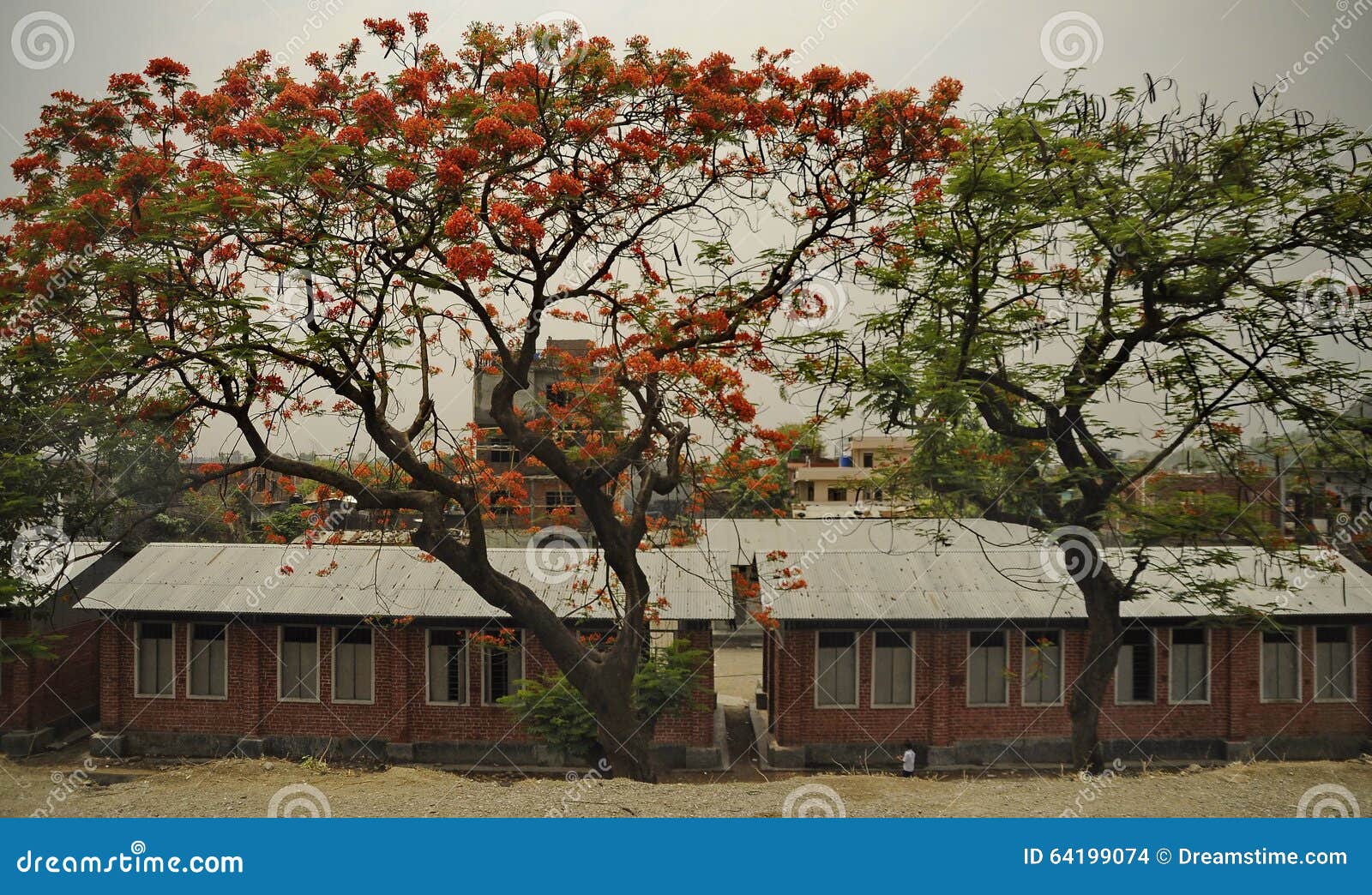 Different colored trees stock photo. Image of flower - 64199074