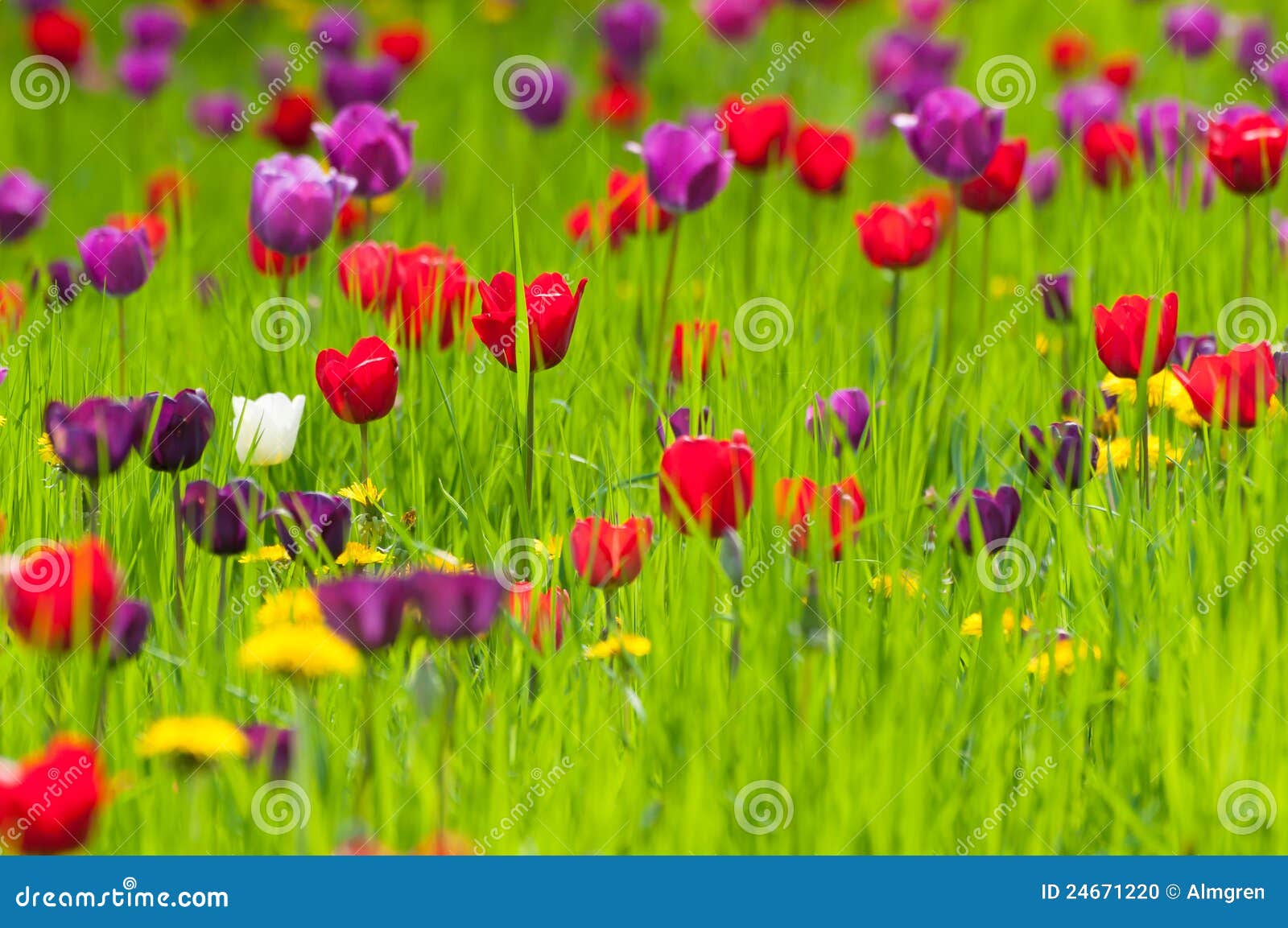 Different Colored Tulips on a Meadow Stock Photo - Image of celebration ...
