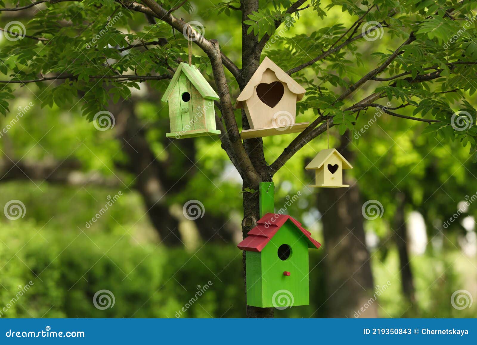 Different Colorful Bird Houses on Tree Outdoors Stock Image - Image of ...
