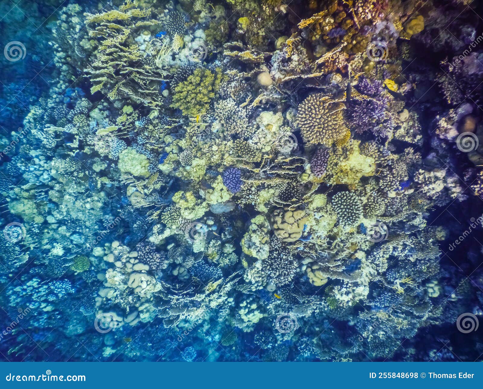 Different Colorful Corals in the Red Sea in Egypt Stock Photo - Image ...