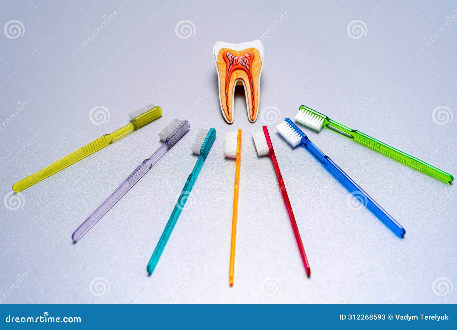 Different Colorful Tooth Brushes Lay Around Educational Tooth Model ...