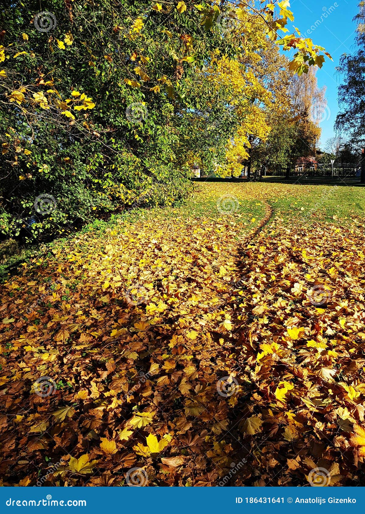 Different Colors Autumn Leaves on Trees and Fallen on the Ground Stock ...