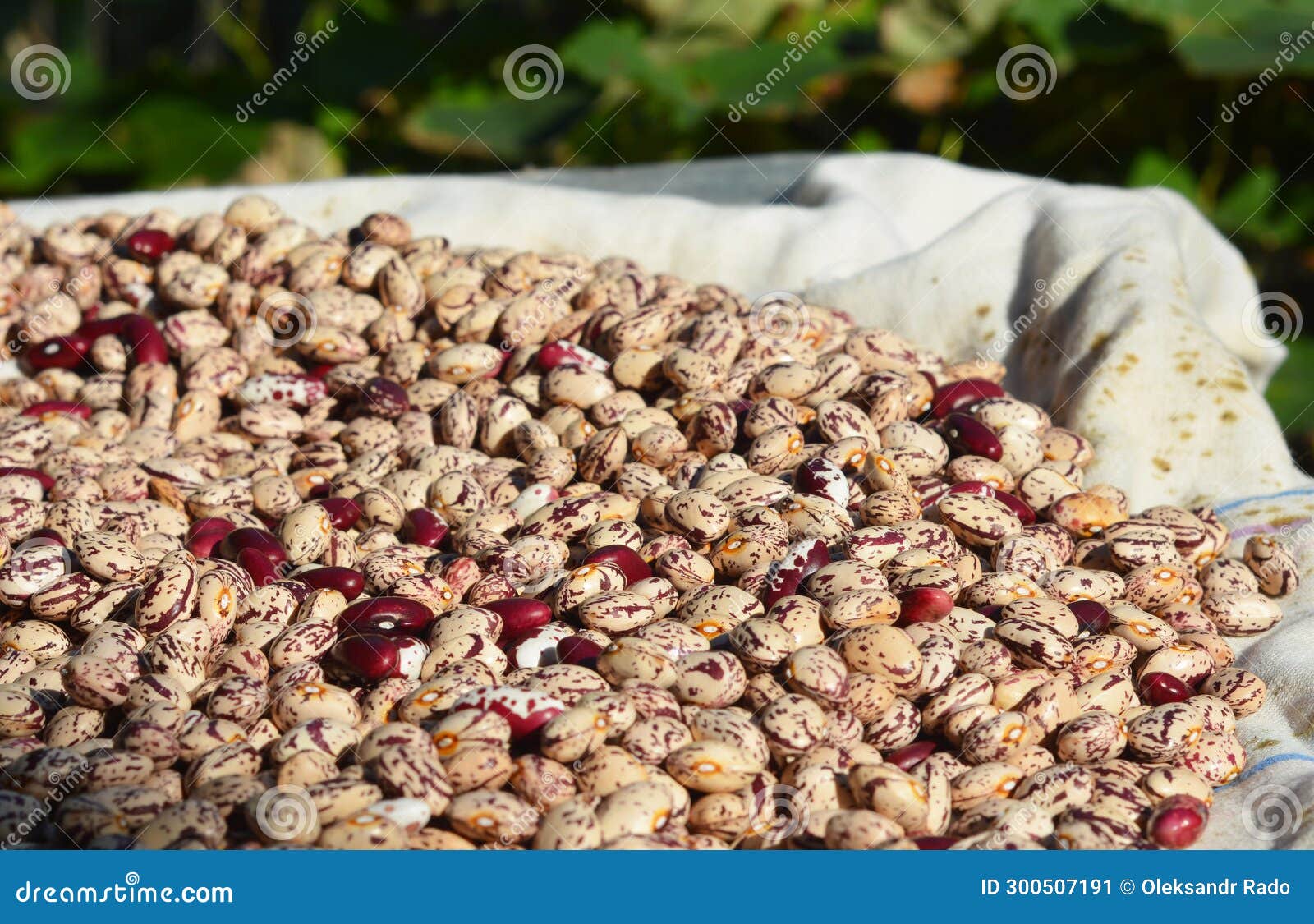 Different Colors of Beans Drying in the Sun. Dry Bean Seeds Stock Image ...