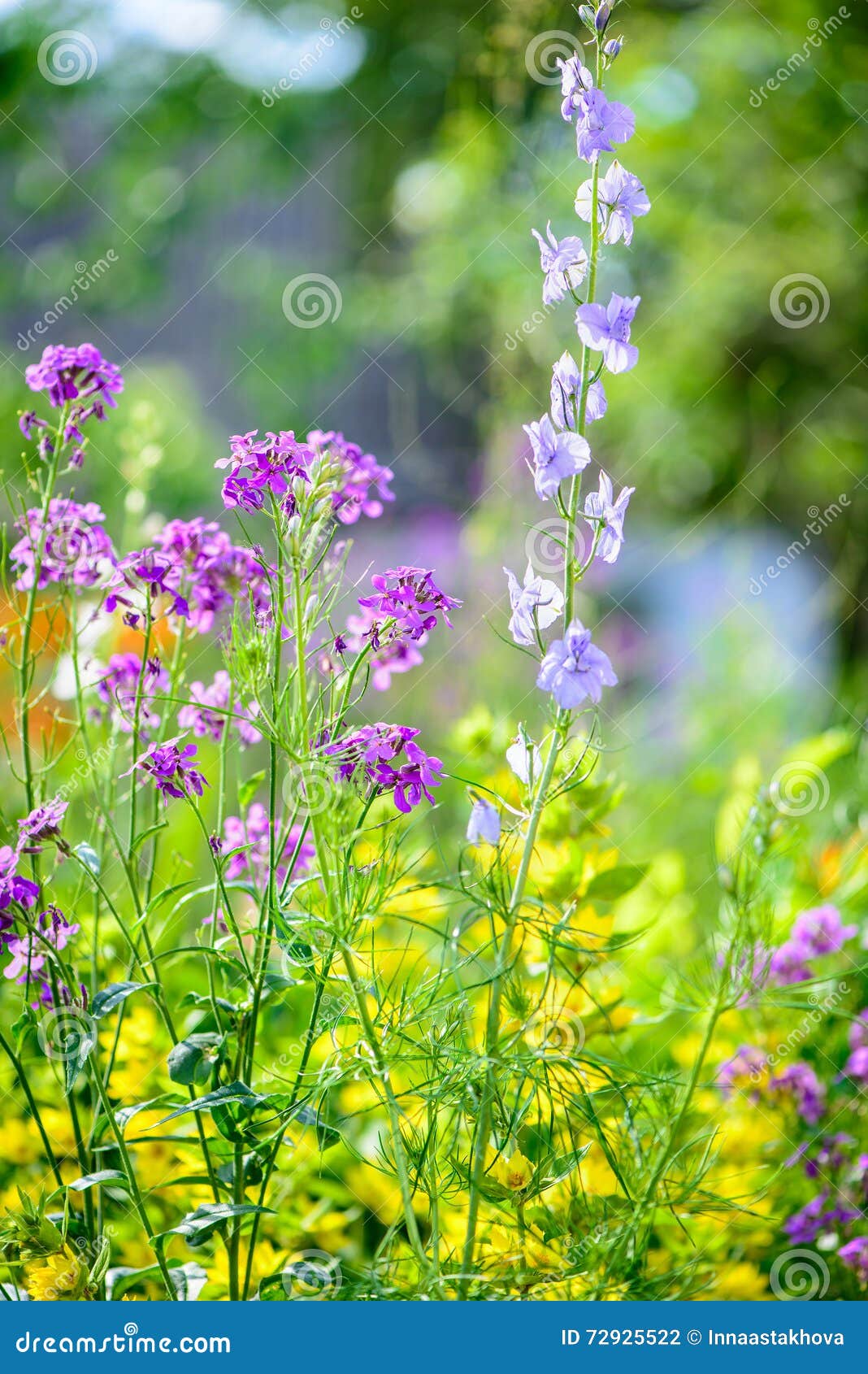 Different Colors Flowers Background Stock Photo - Image of bush ...