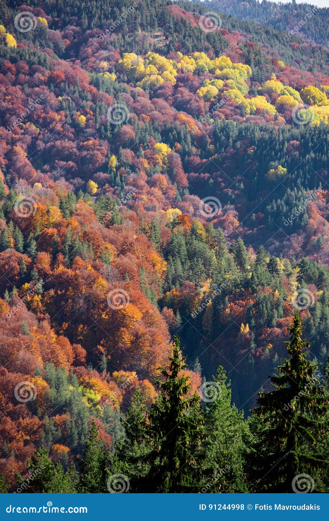 Colorful fall forest stock photo. Image of glow, light - 91244998