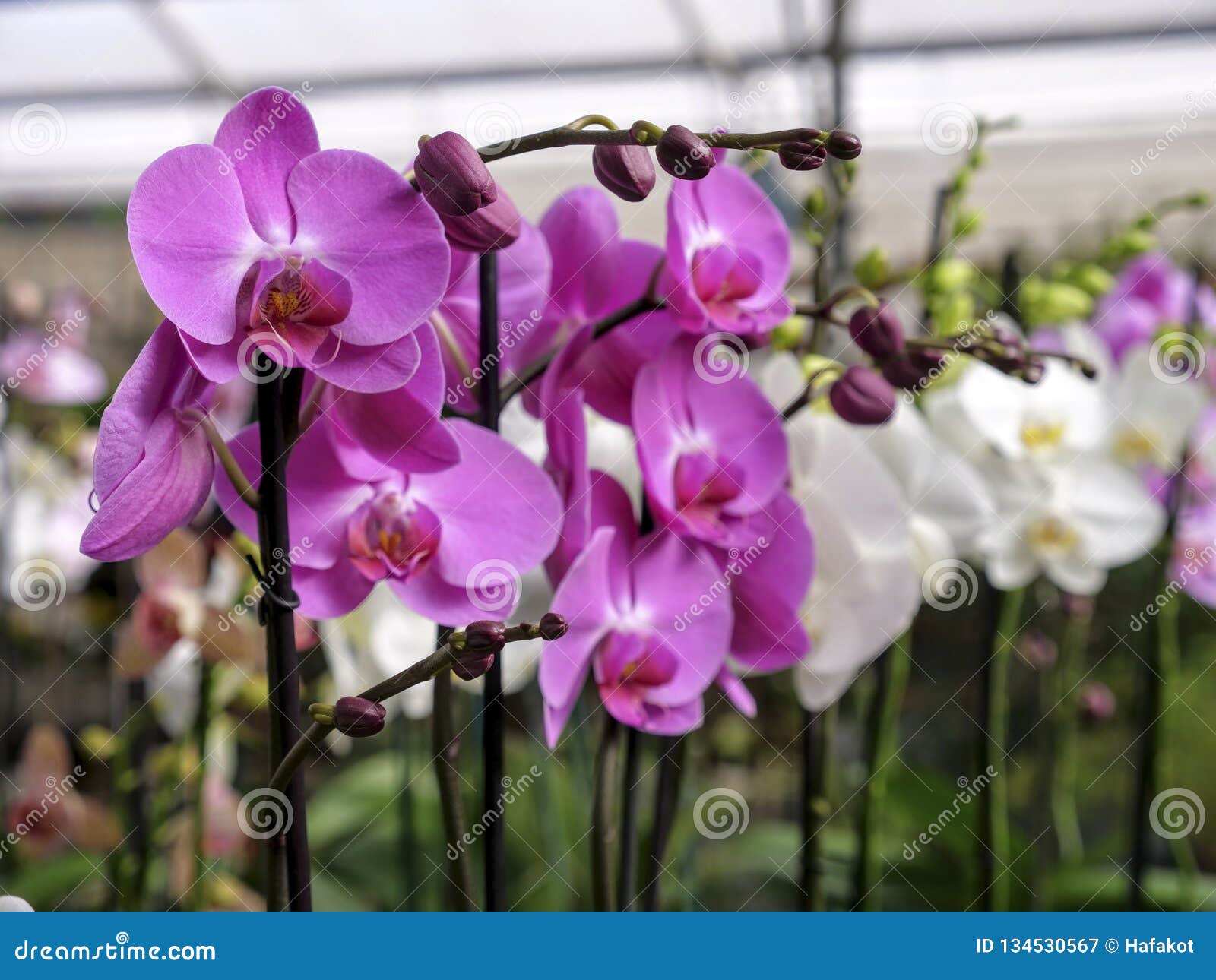 Different Colors of Orchids Plants Stock Illustration - Illustration of ...