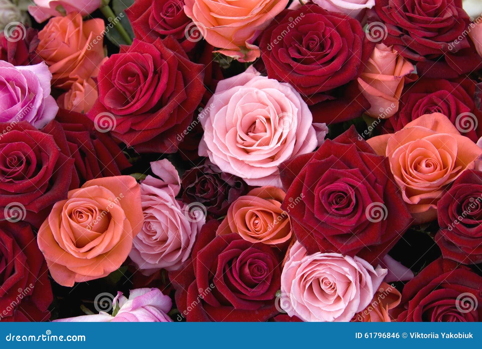 Different colors of roses stock photo. Image of floral - 61796846