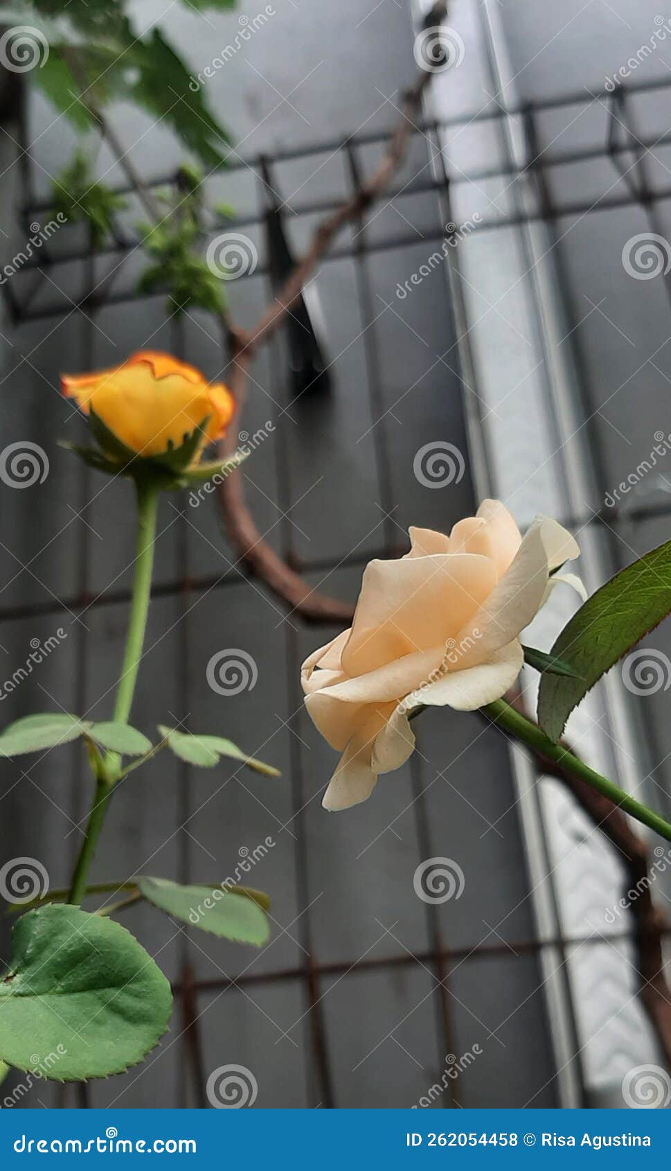 2 Different Colors of Roses Under the Vine Stock Photo - Image of white ...