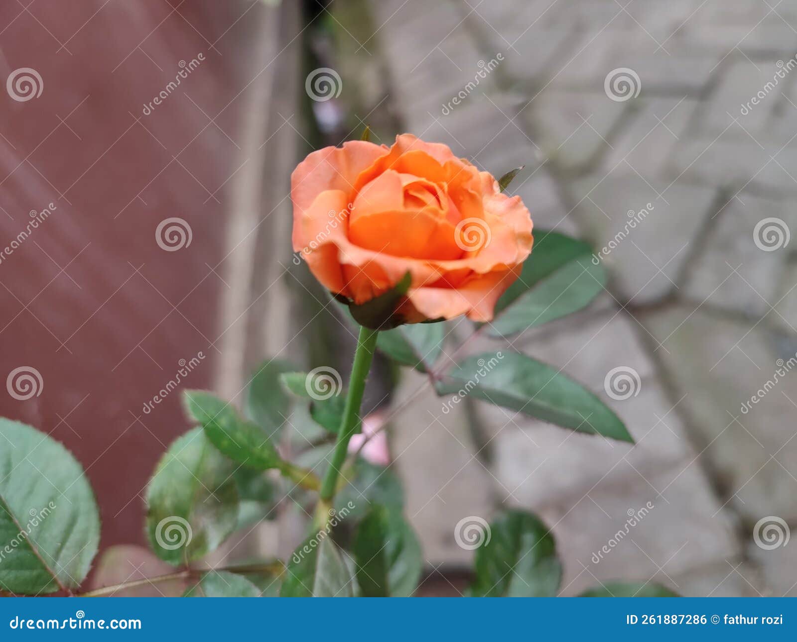 Oren rose stock photo. Image of pink, bouquet, rose - 261887286