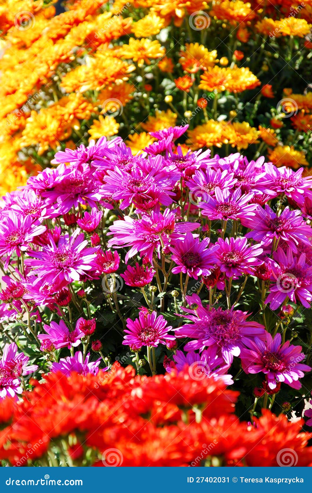 Different Colors and Varieties of Chrisanthemums Stock Image - Image of ...