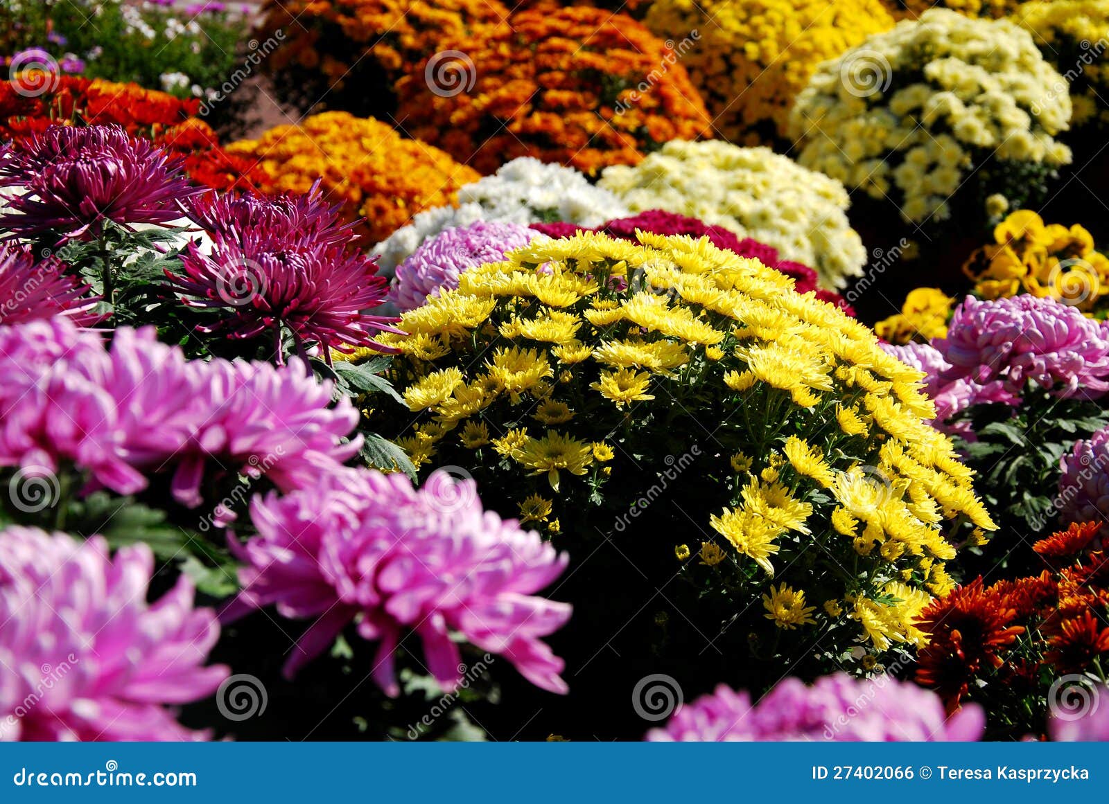 Different Colors and Varieties of Chrisanthemums Stock Photo - Image of ...